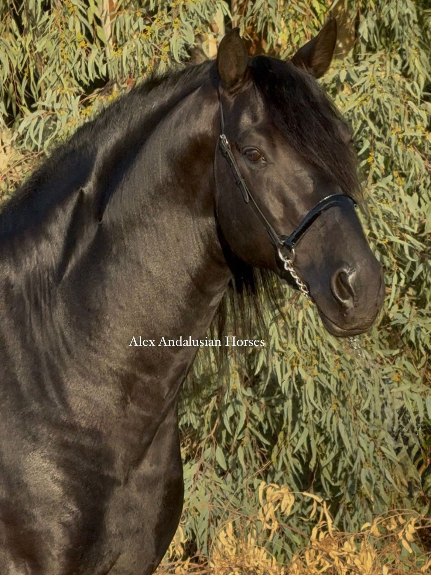 PRE Mix Hengst 6 Jahre 174 cm Rappe in Sevilla