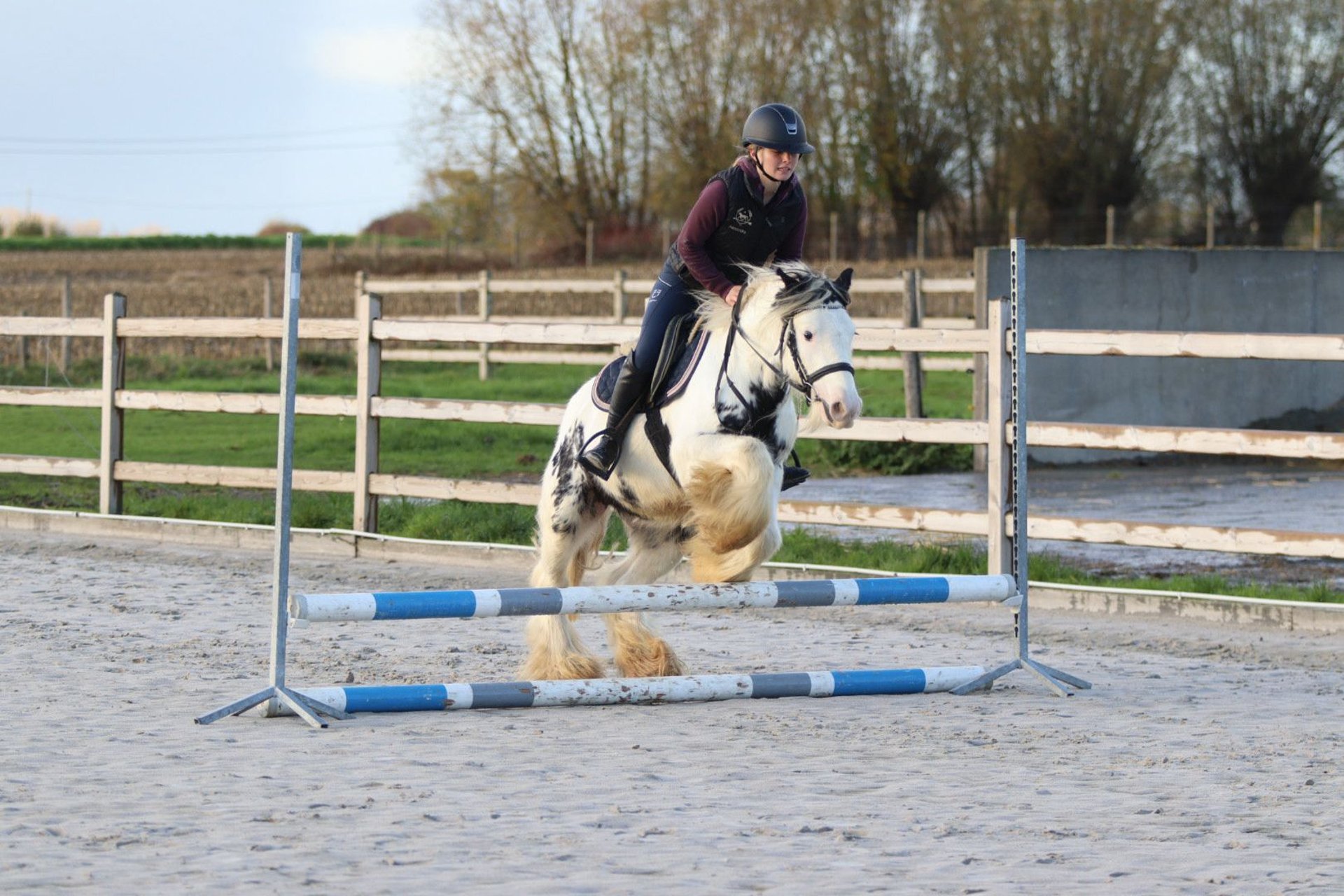 Gypsy Horse Gelding 4 years 12,3 hh Pinto in Bogaarden