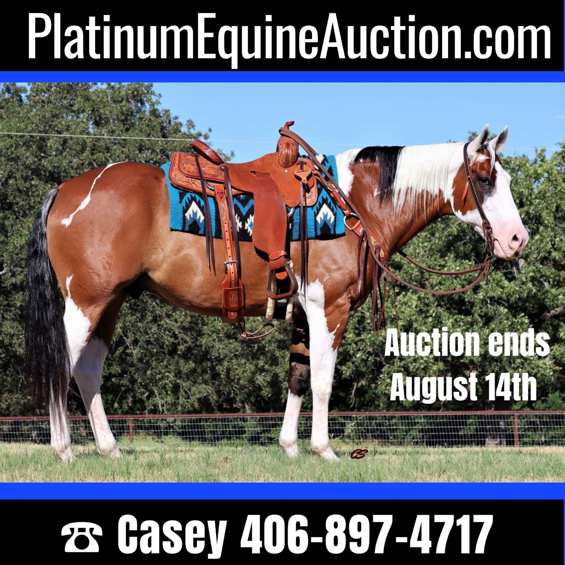 American Quarter Horse Gelding 13 years 15 hh Tobiano-all-colors in ...