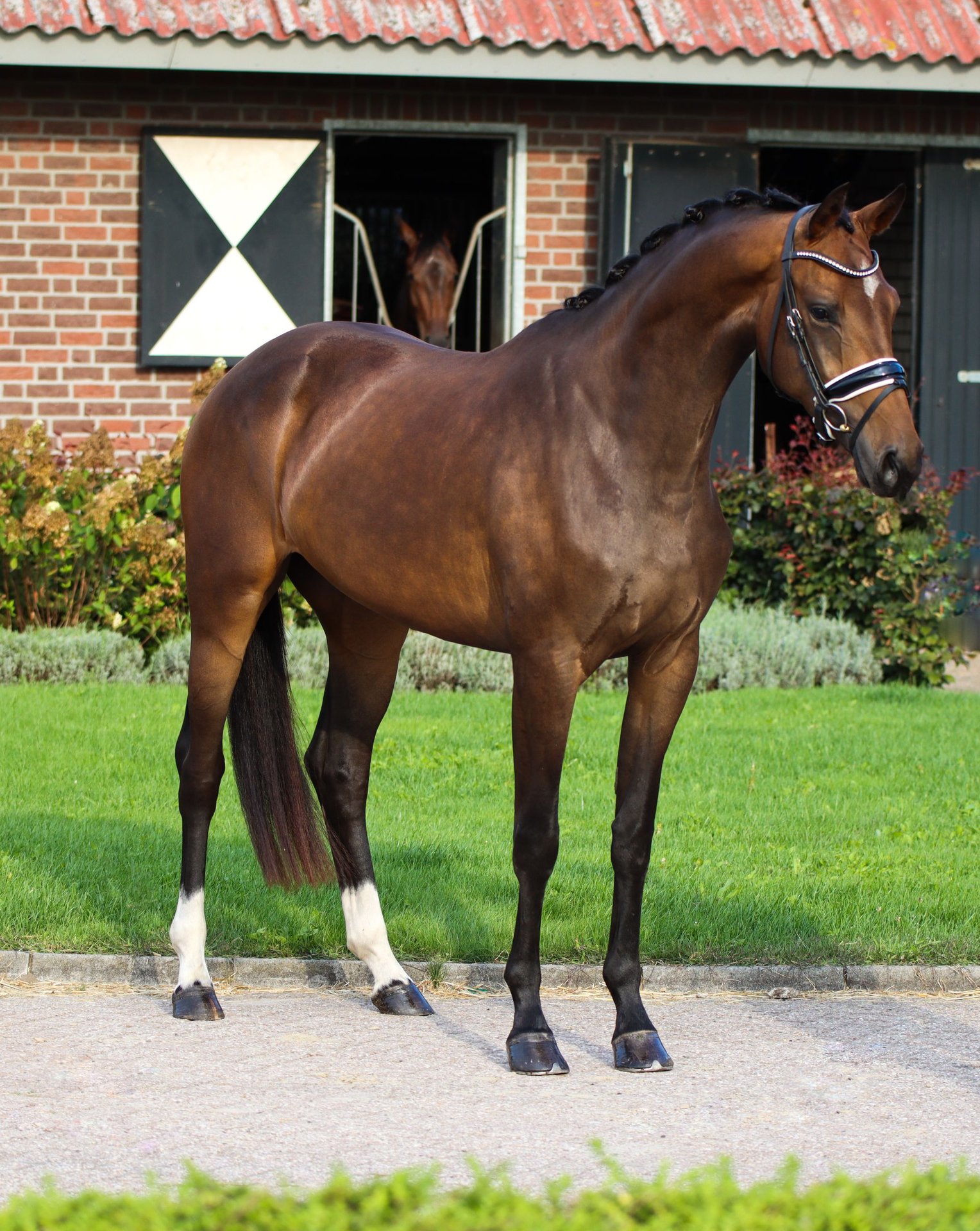 Oldenburg Gelding 5 years 16,2 hh Black in Rees