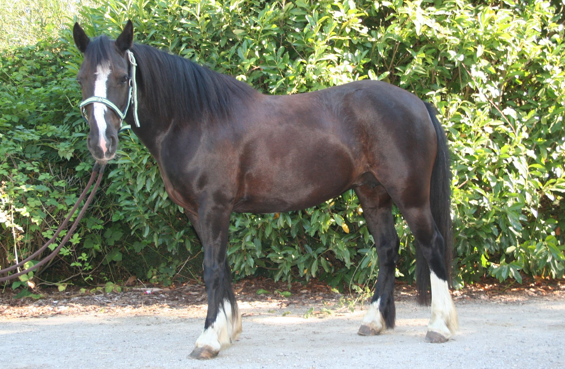 Tinker Merrie 11 Jaar 133 cm Zwart in Lathen