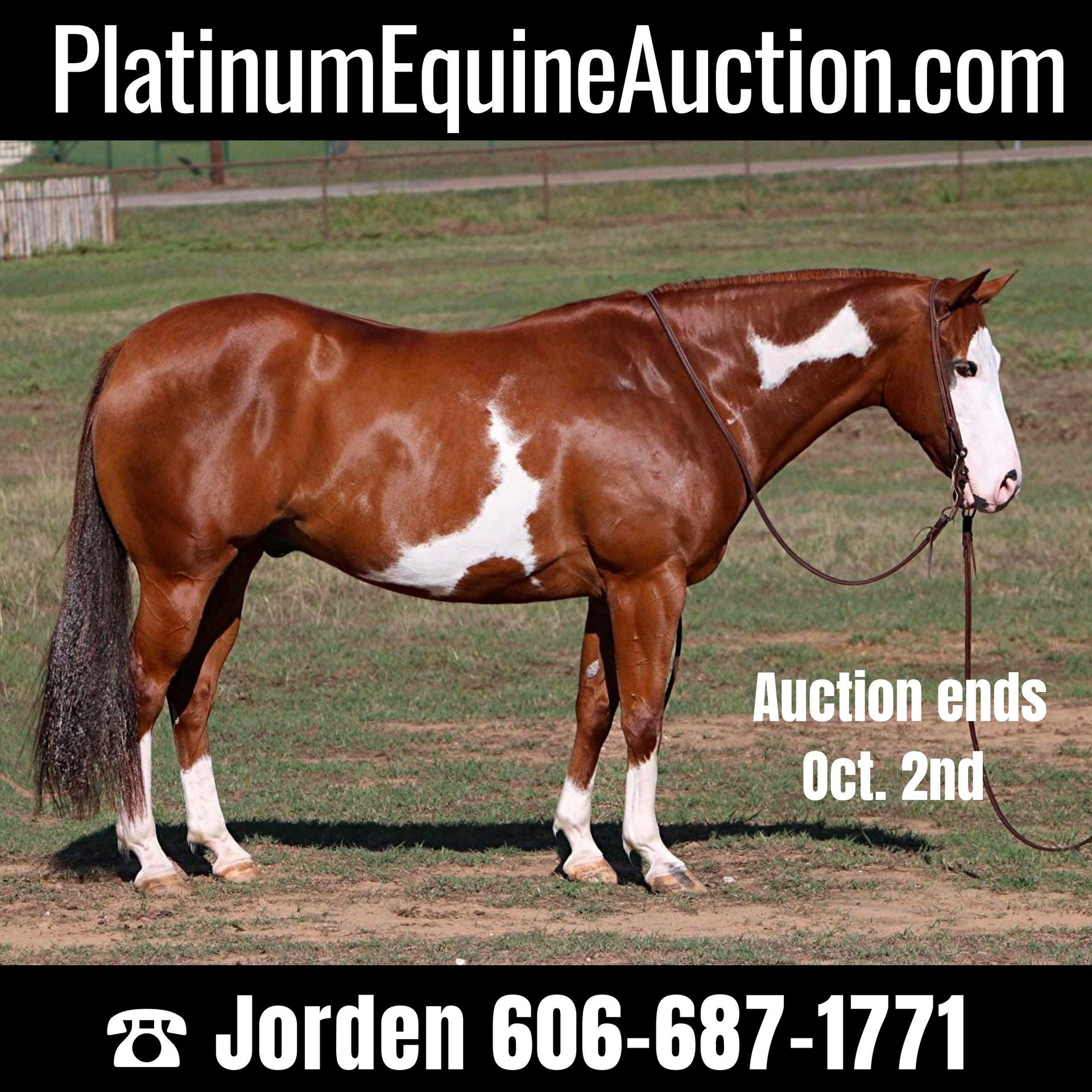 American Quarter Horse Gelding 11 years 14,2 hh Sorrel in Cleburne TX