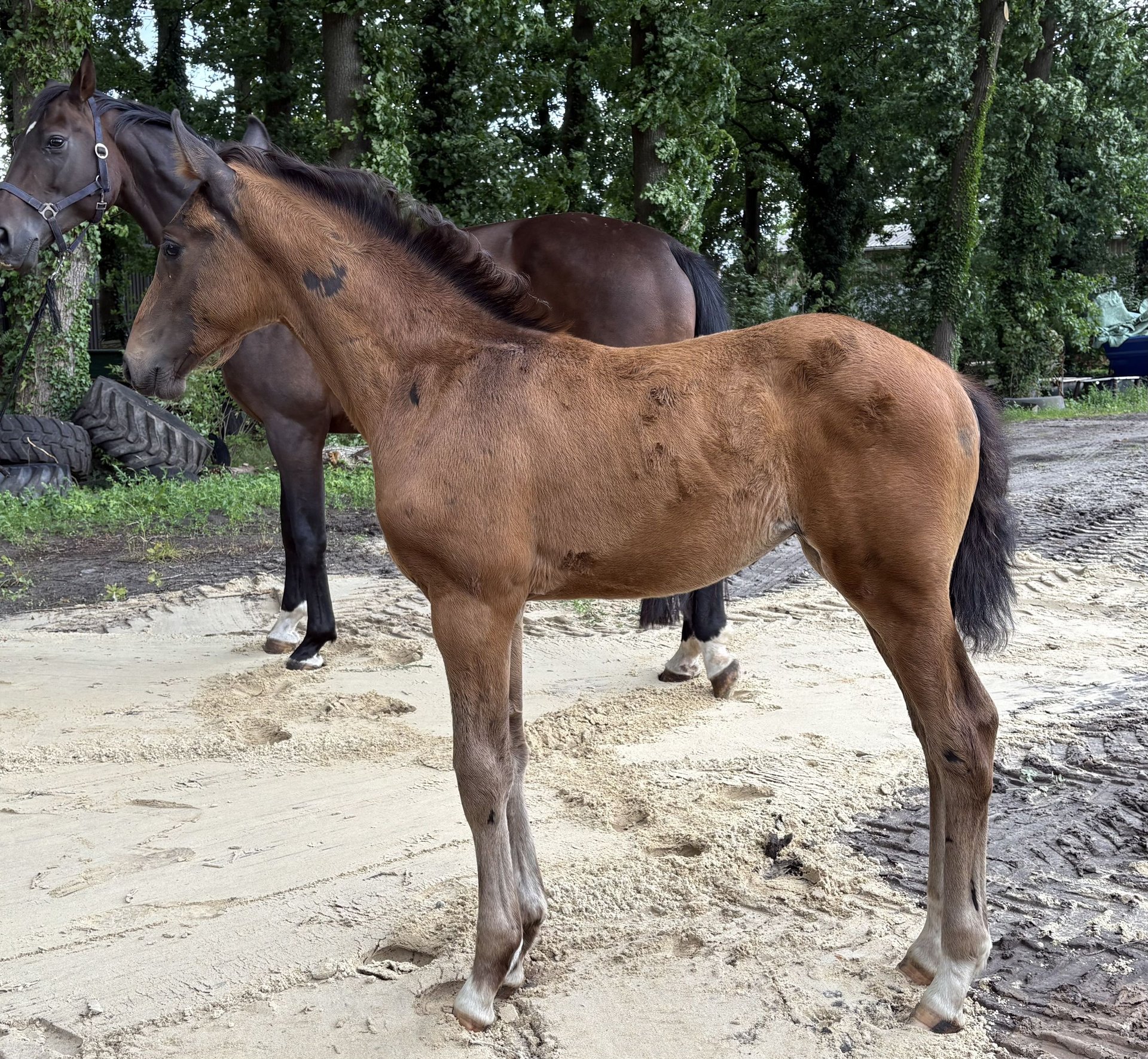 Oldenburg Mare 16,3 hh Bay-Dark in Barver