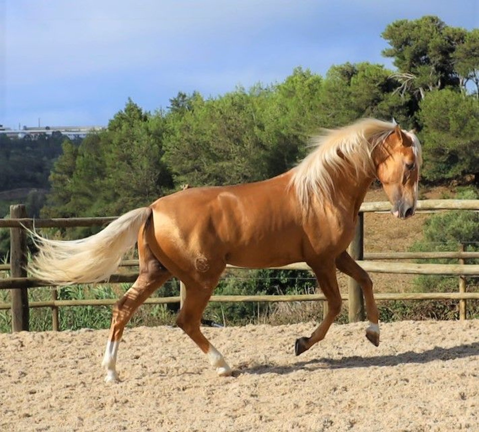 Lusitanos Wallach 6 Jahre 159 cm Palomino in Ribamar