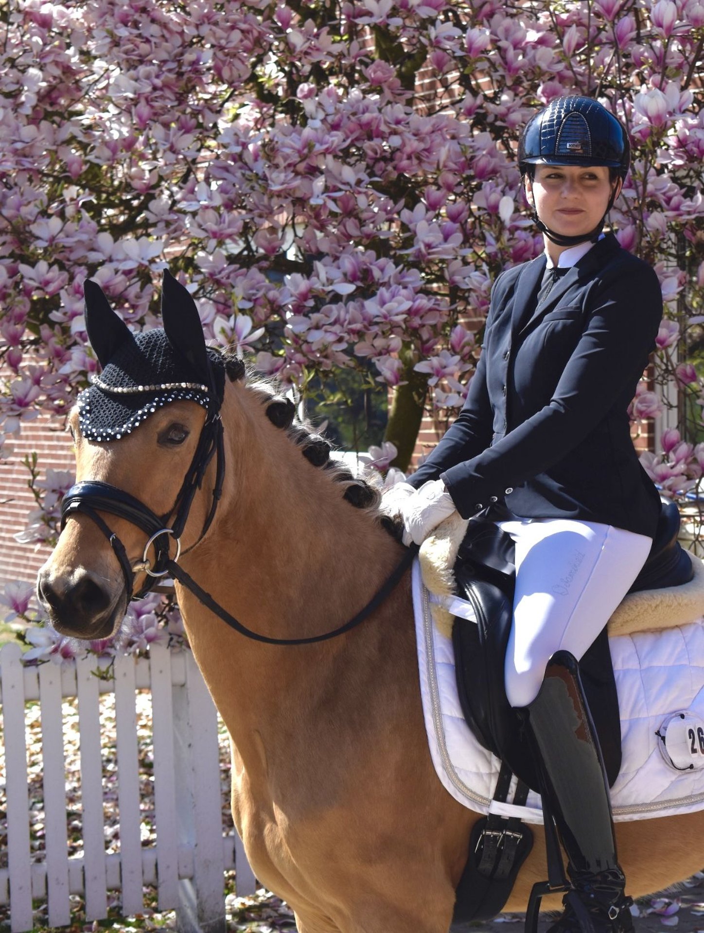 German Riding Pony Mare 4 years 14,1 hh Dun in Berne
