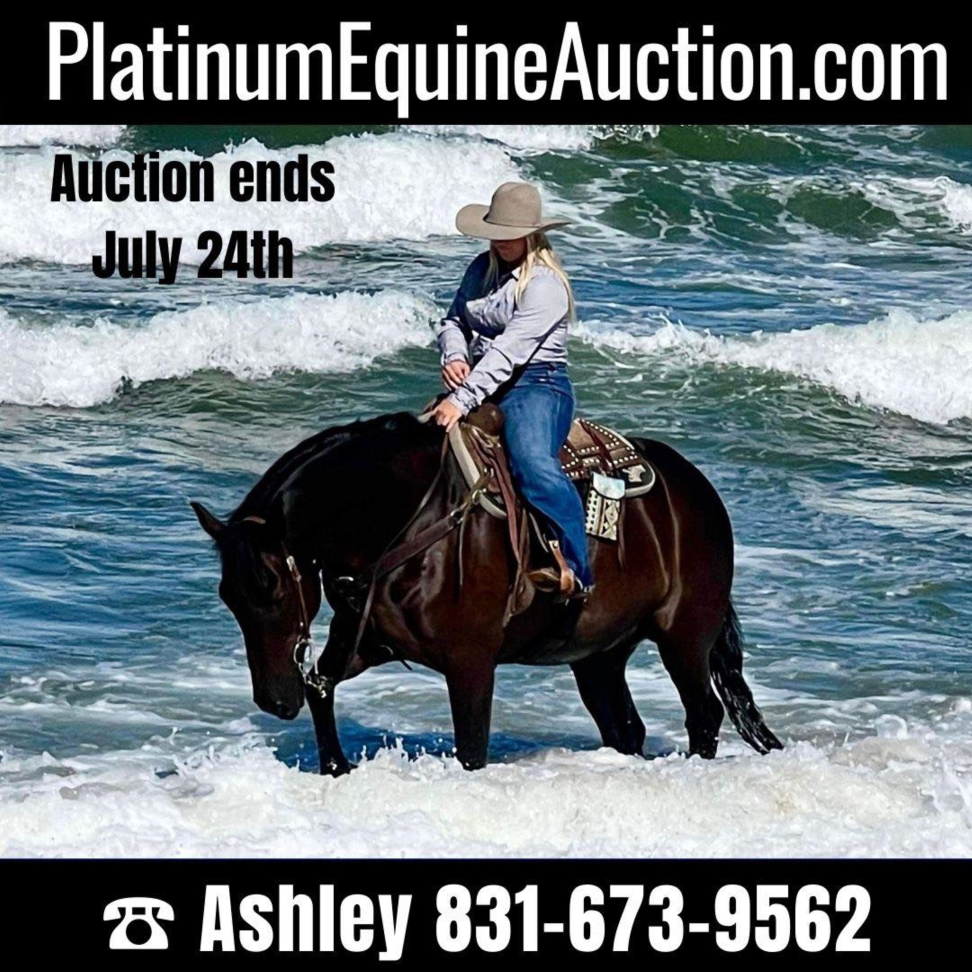 American Quarter Horse Ruin 12 Jaar 152 cm Zwart in Bitterwater Ca