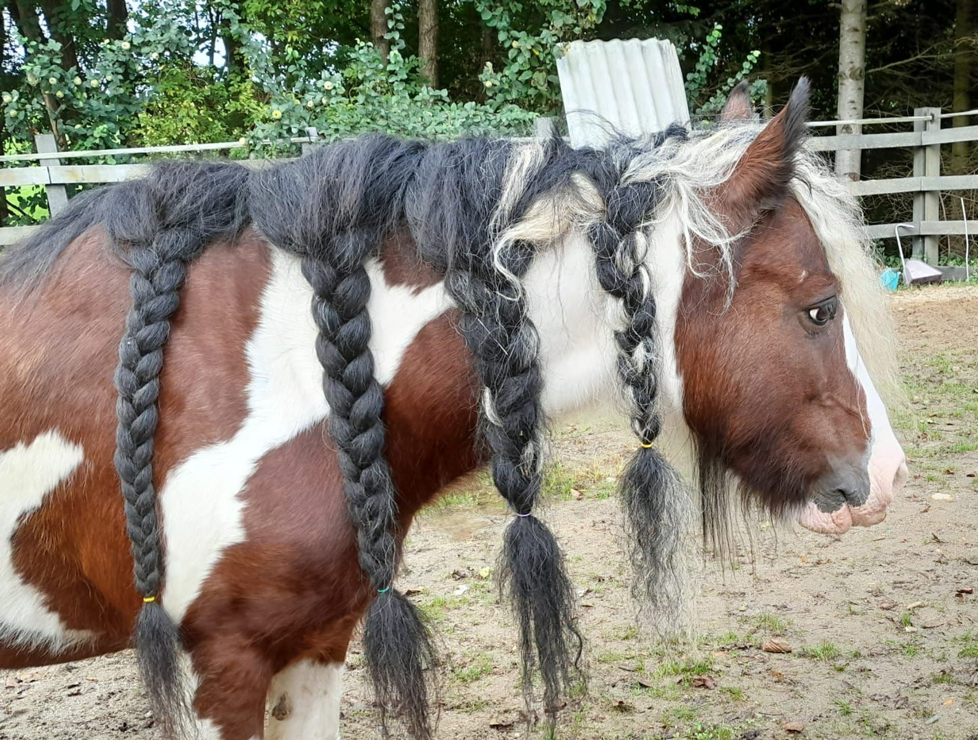 Cob Sto 15 år 140 cm Pinto in Eggerding