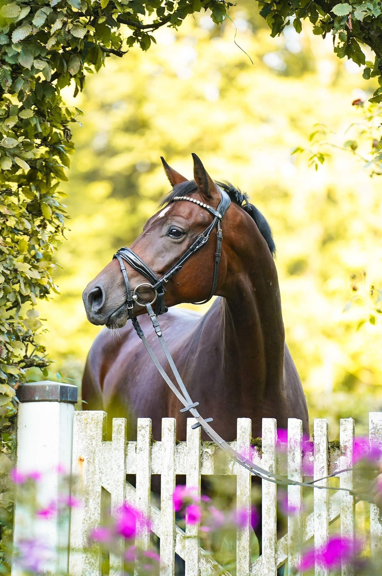 Caballo alemán Caballo castrado 6 años 170 cm Castaño in Dorsten
