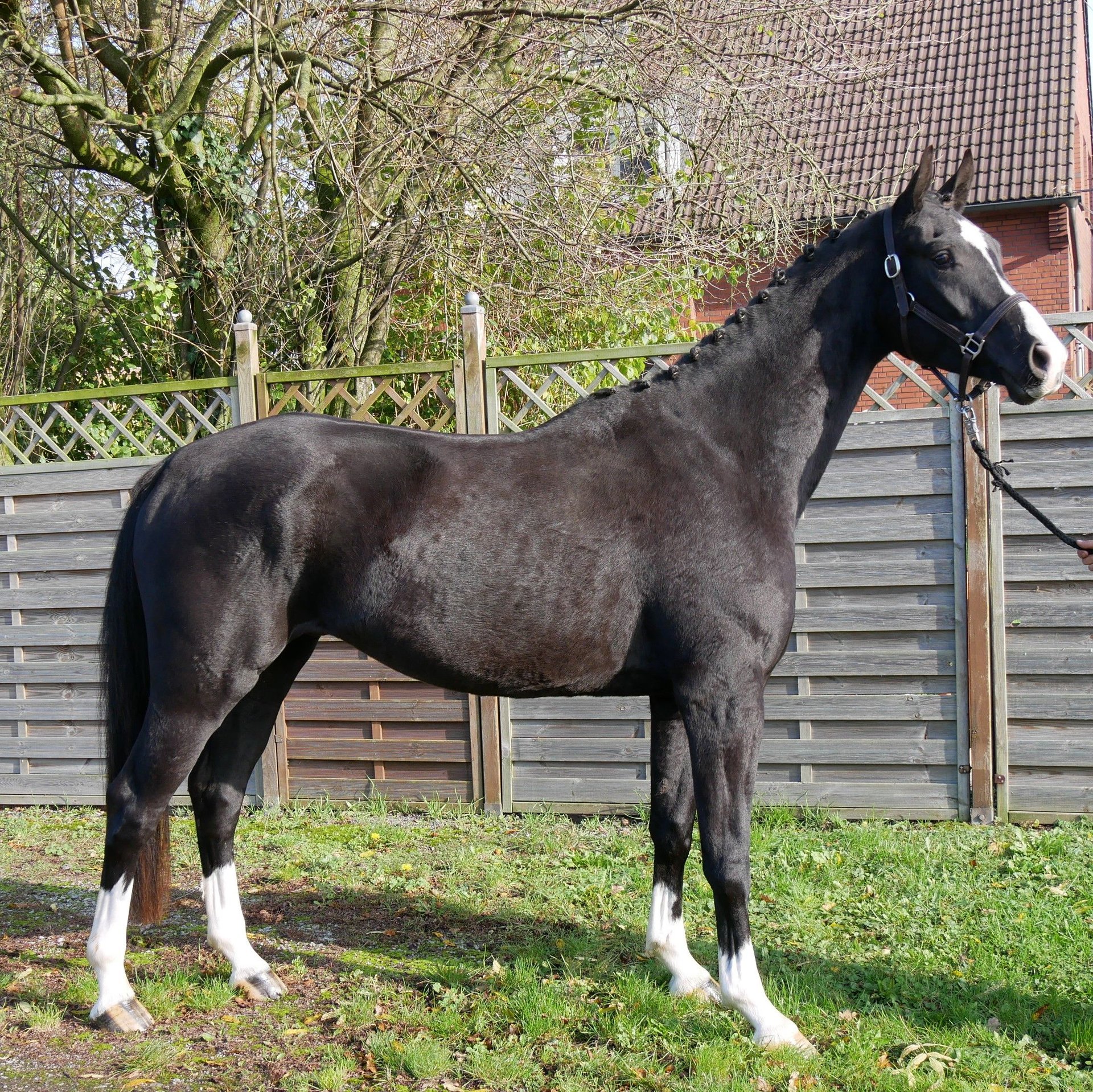 German Sport Horse Gelding 4 years 16 hh Black in Dorsten