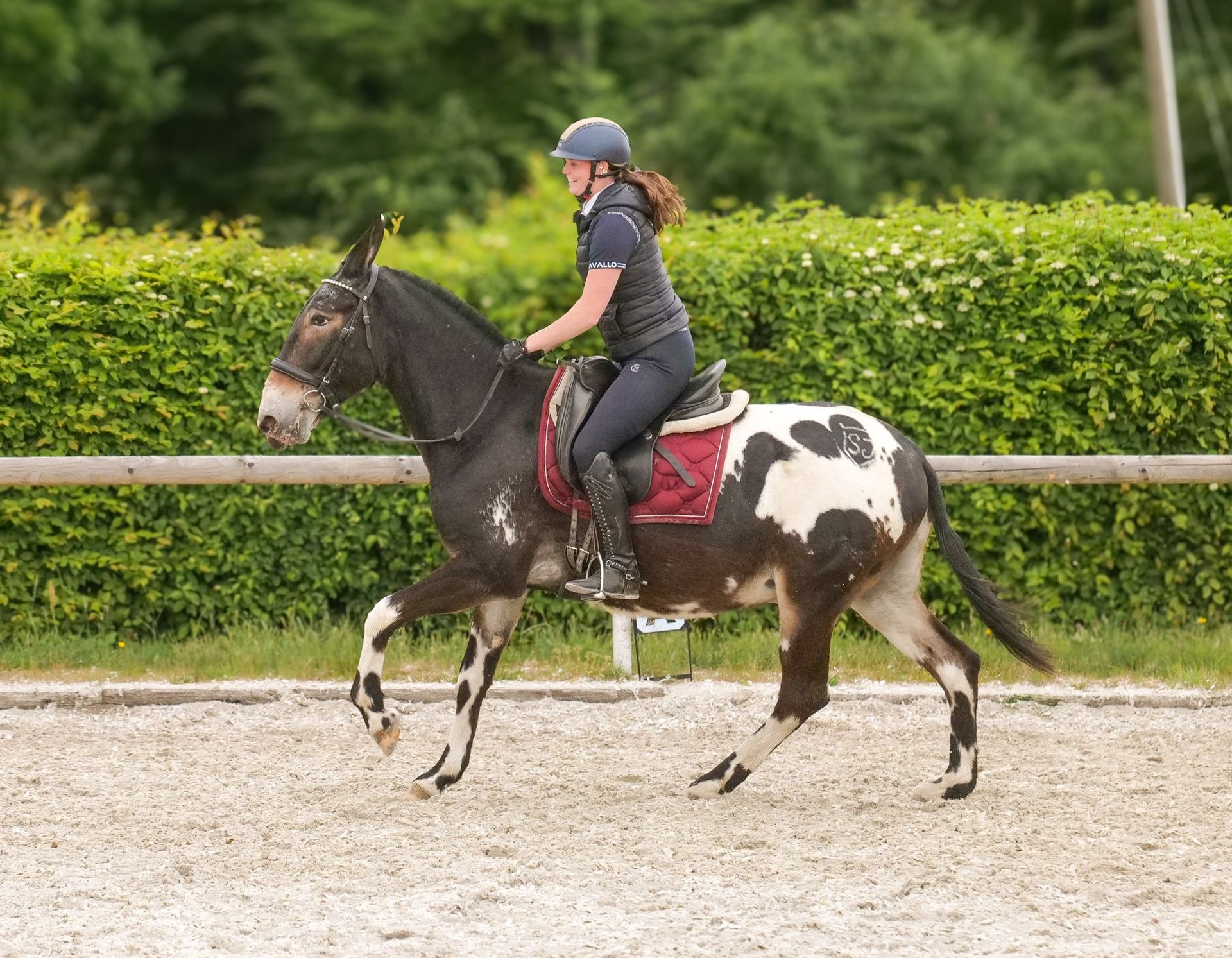 Muildier Ruin 11 Jaar 160 cm Appaloosa in Neustadt (Wied)