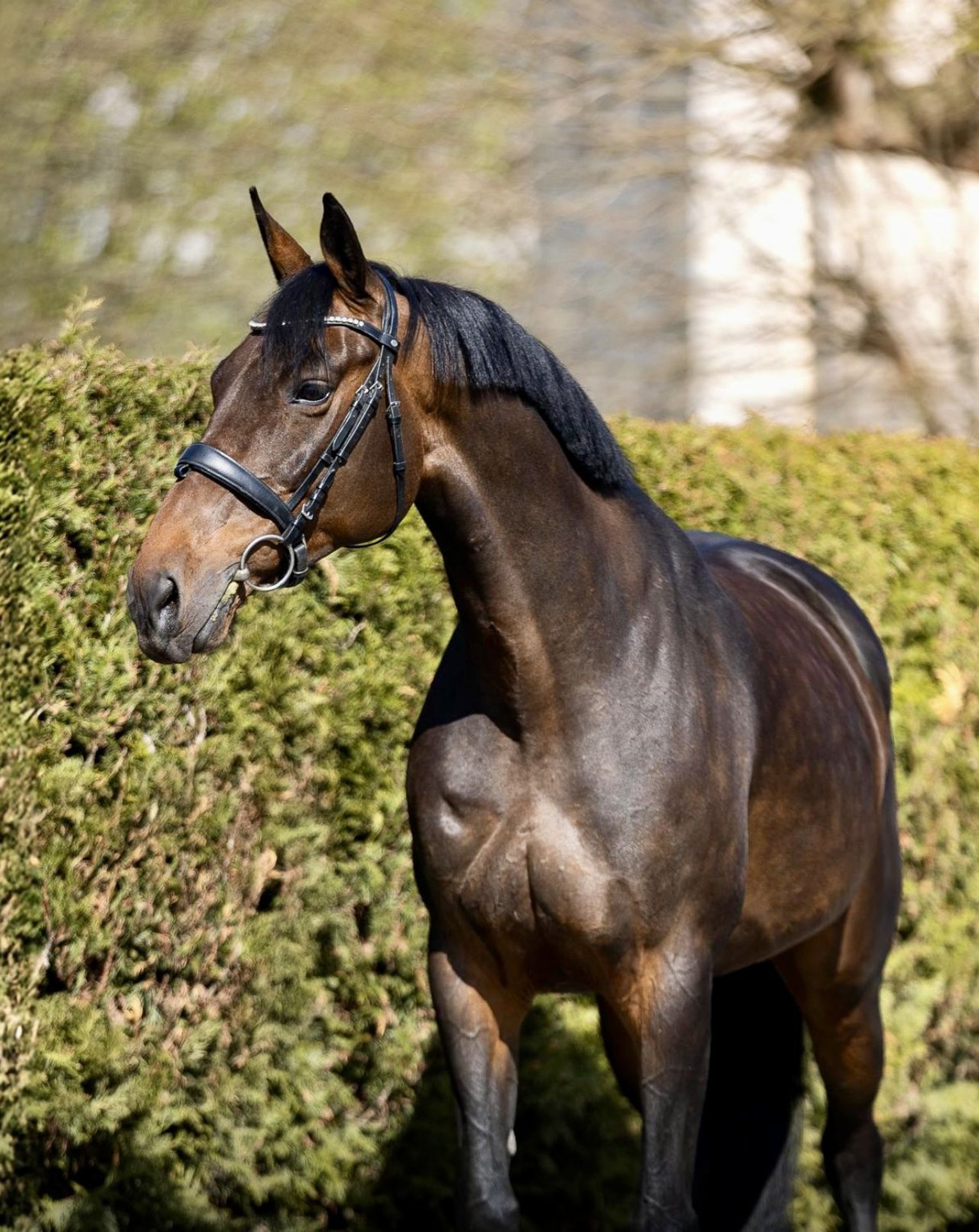 Oldenburg Mare 9 years 16,1 hh Bay-Dark in Pelmberg
