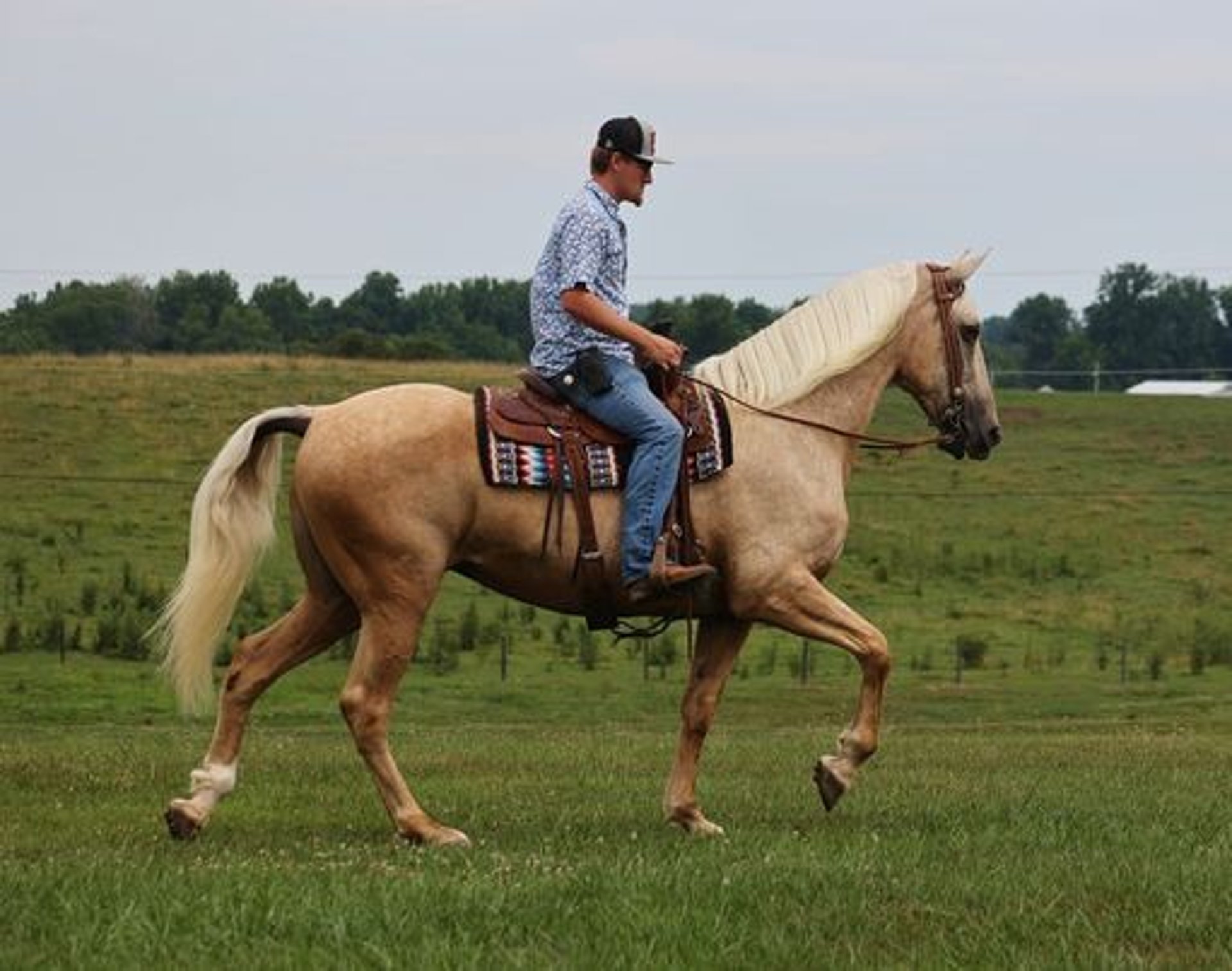 Draft Horse Gelding 12 years 16,1 hh Palomino in Parkers Lake, KY