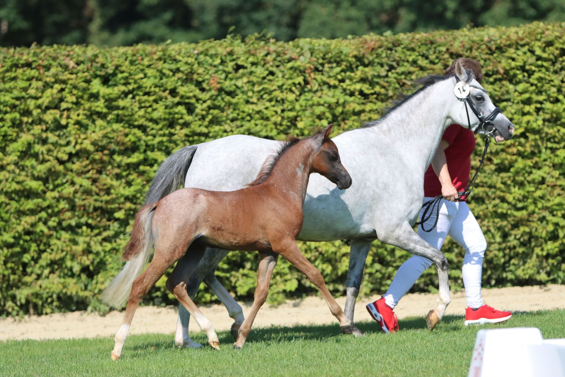 Welsh-B Hengst 1 Jahr Roan-Blue in Frankenberg (Eder)