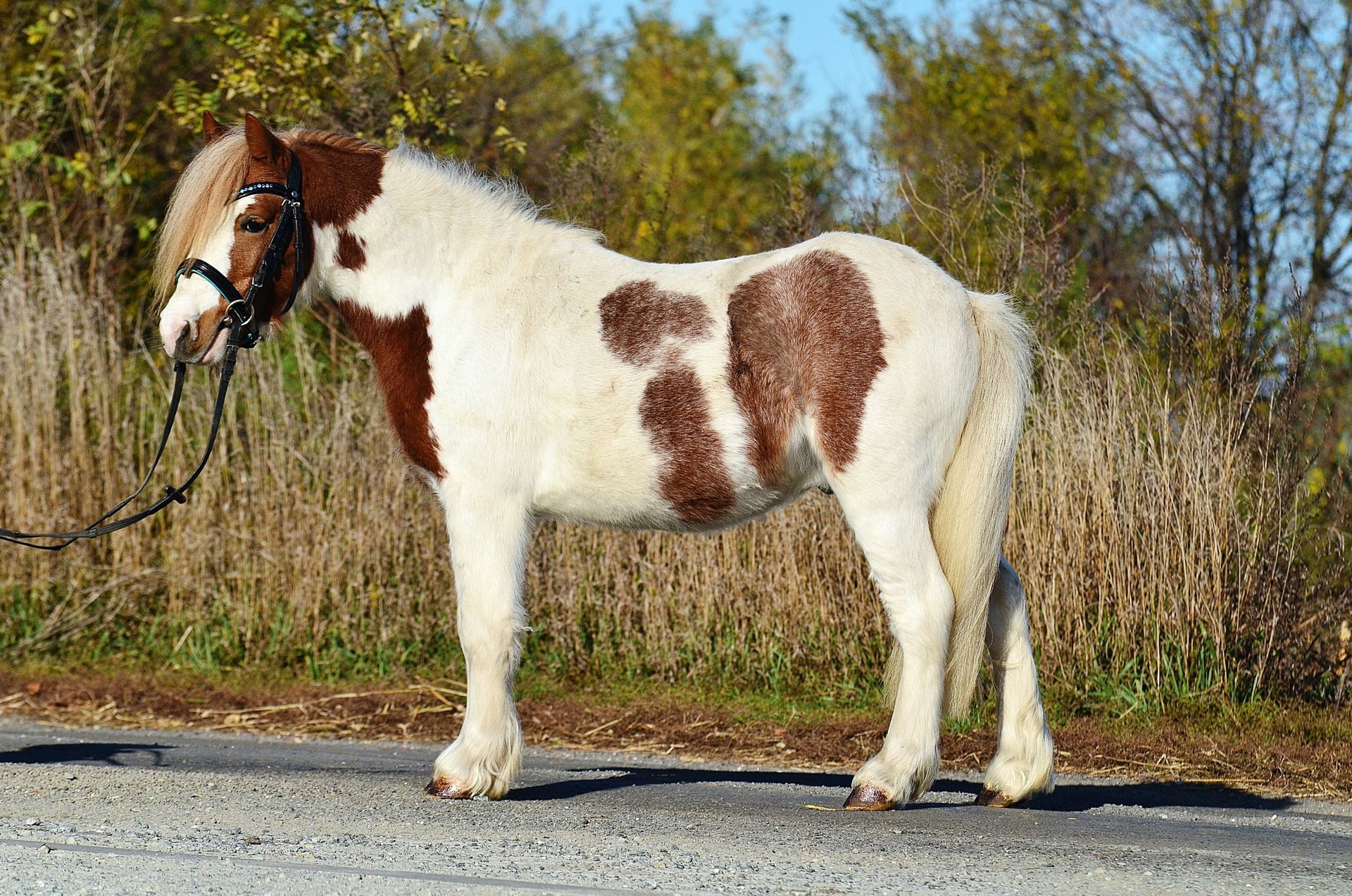 Shetland Ponies Gelding 4 years 10,1 hh Pinto in Radziejów