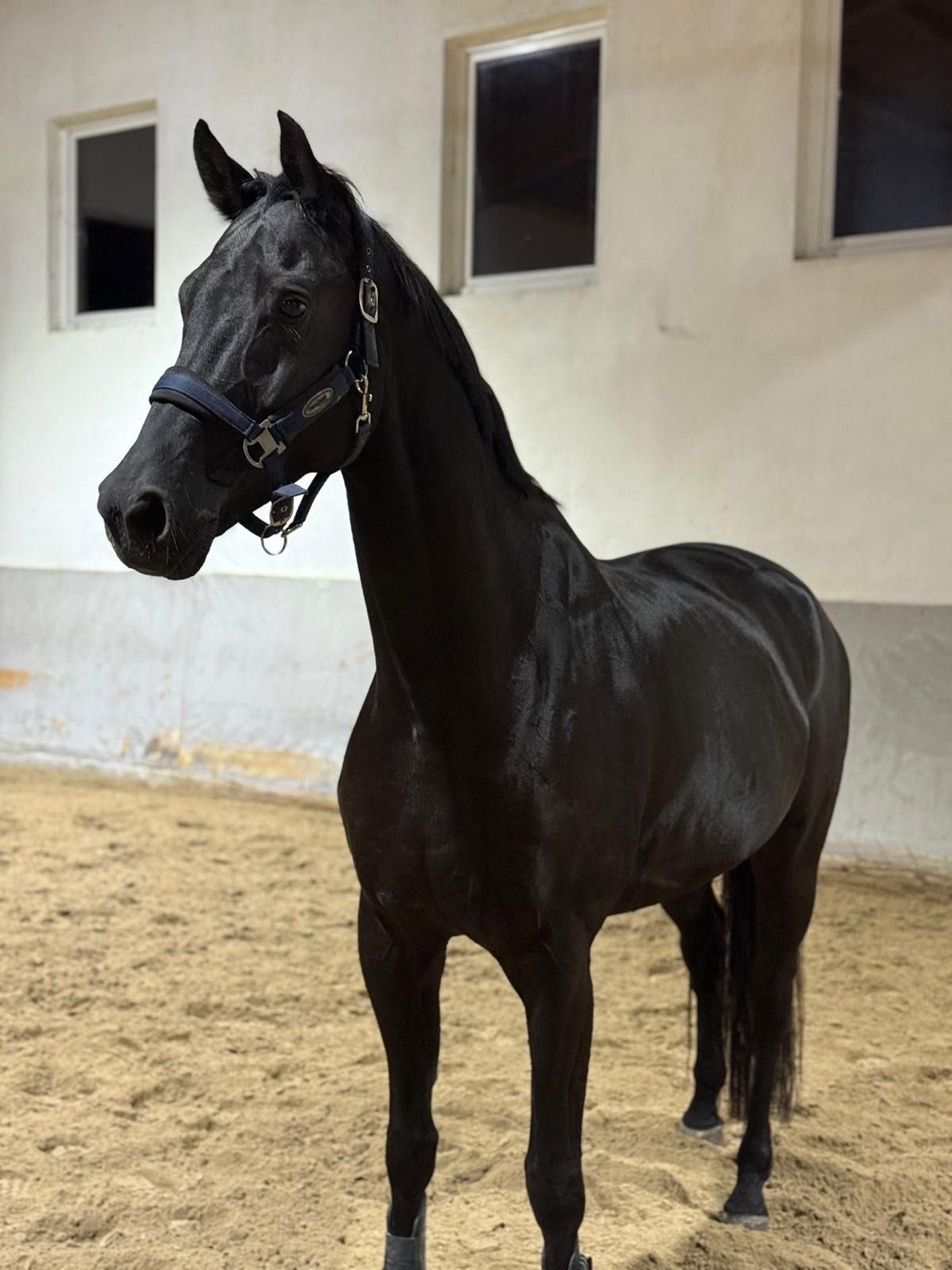 Hanoverian Gelding 8 years 16,3 hh Black in Utting am Ammersee