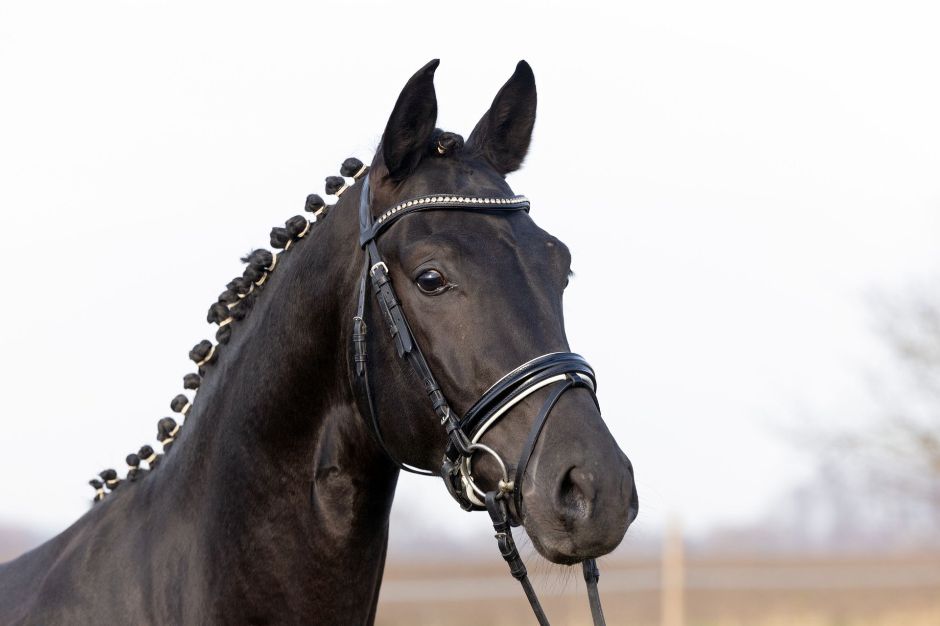 German Sport Horse Stallion 4 years 16,2 hh Black in Hagen