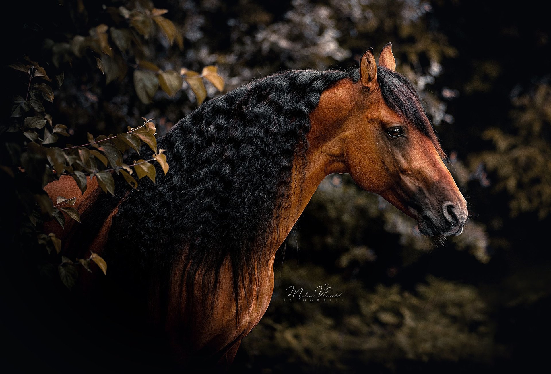 BBM TUMBLEWEED Mustang (amerikanisch) Hengst Falbe in Kalkar