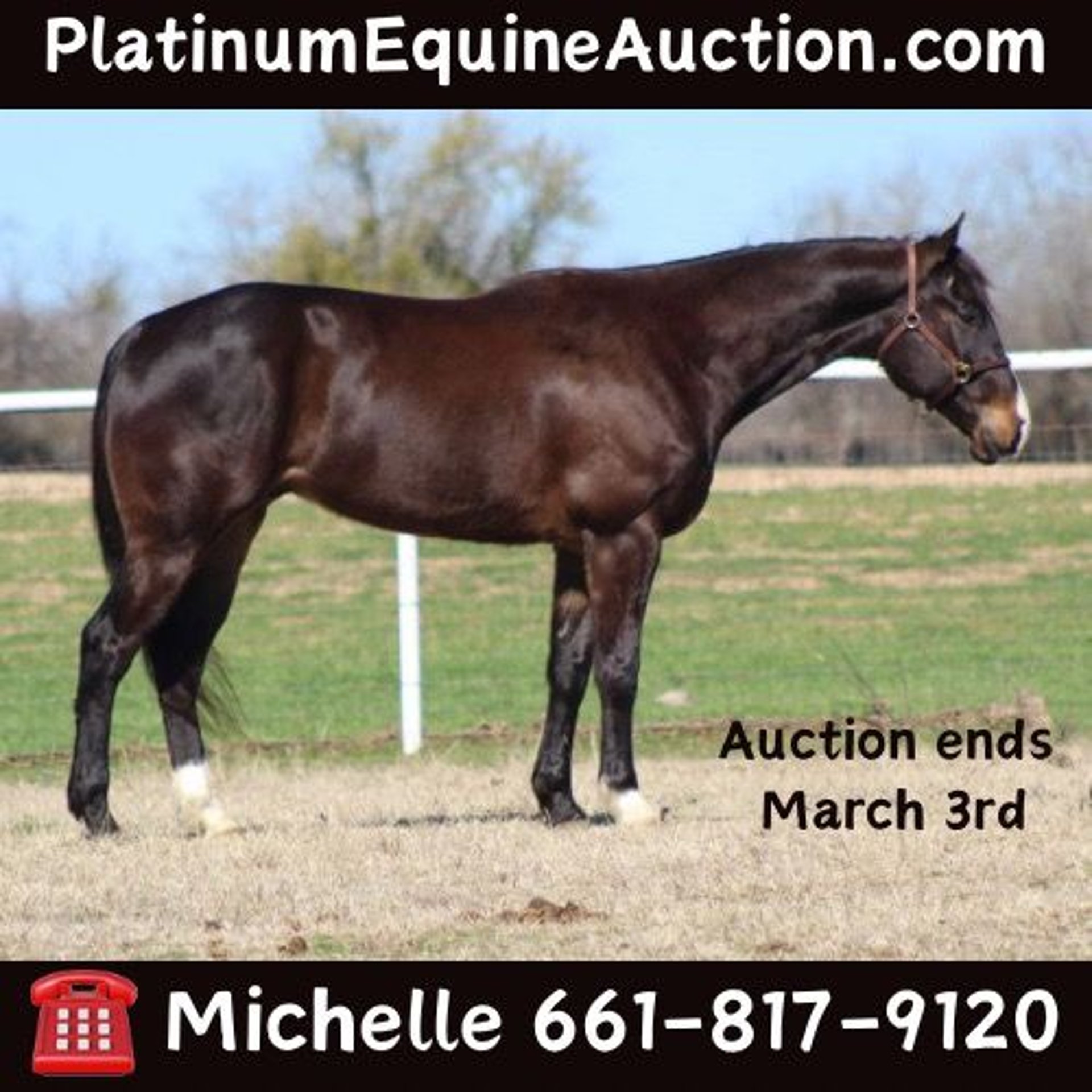 American Quarter Horse Gelding 6 years 16 hh Bay in Stephenville TX