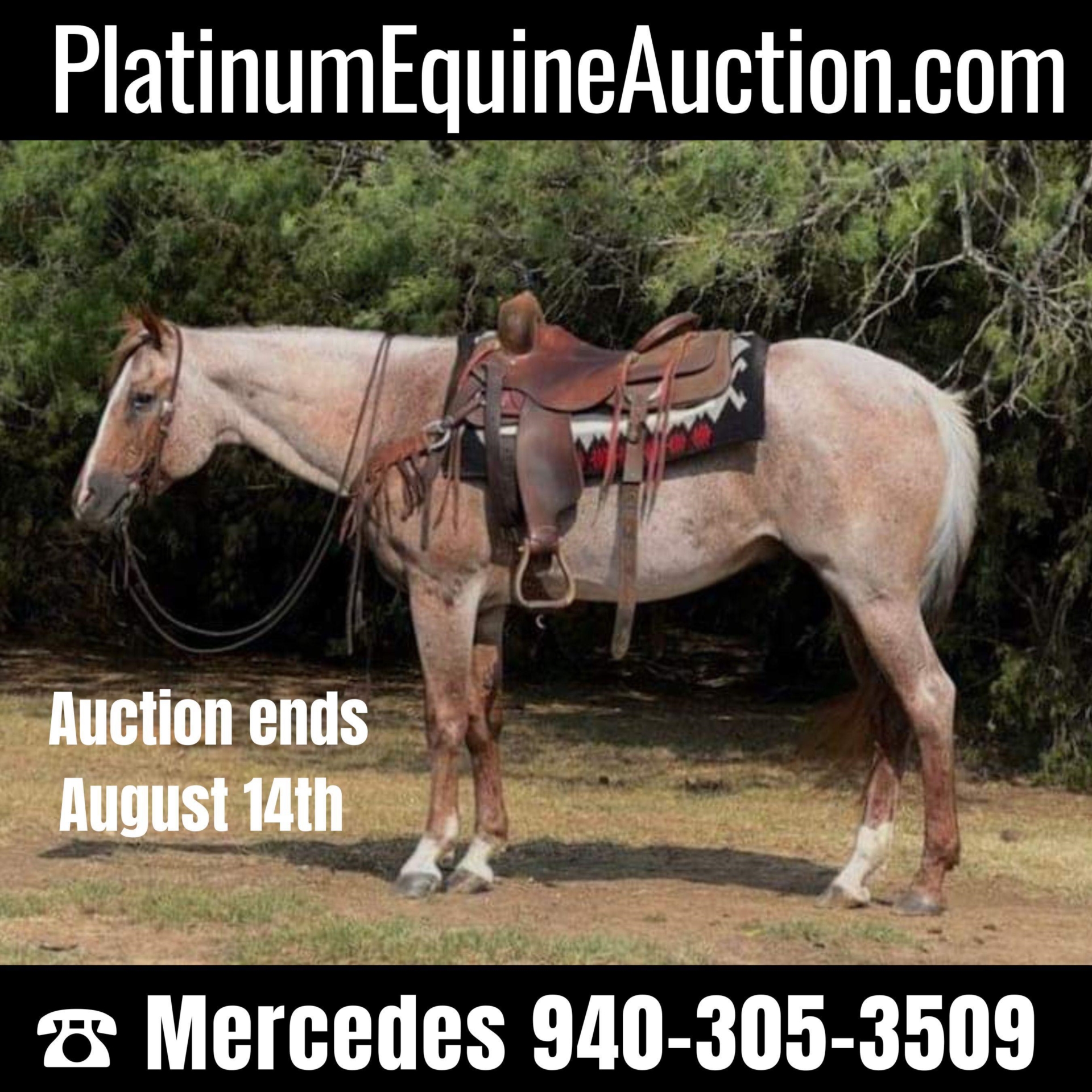 American Quarter Horse Gelding 17 years 15 hh Roan-Red in cleburne Tx
