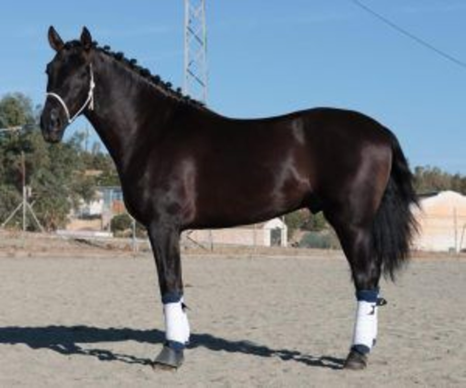 PRE Mix Hengst 5 Jahre 160 cm Rappe in Malaga
