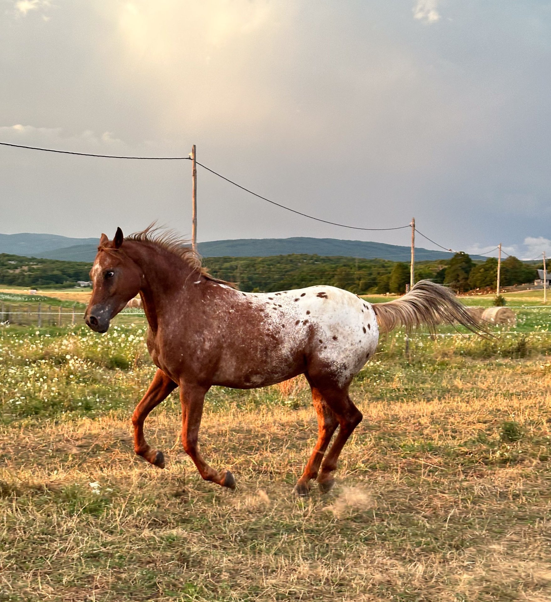 Arabian Partbred Mix Gelding 7 years 15,1 hh Chestnut in Perušić