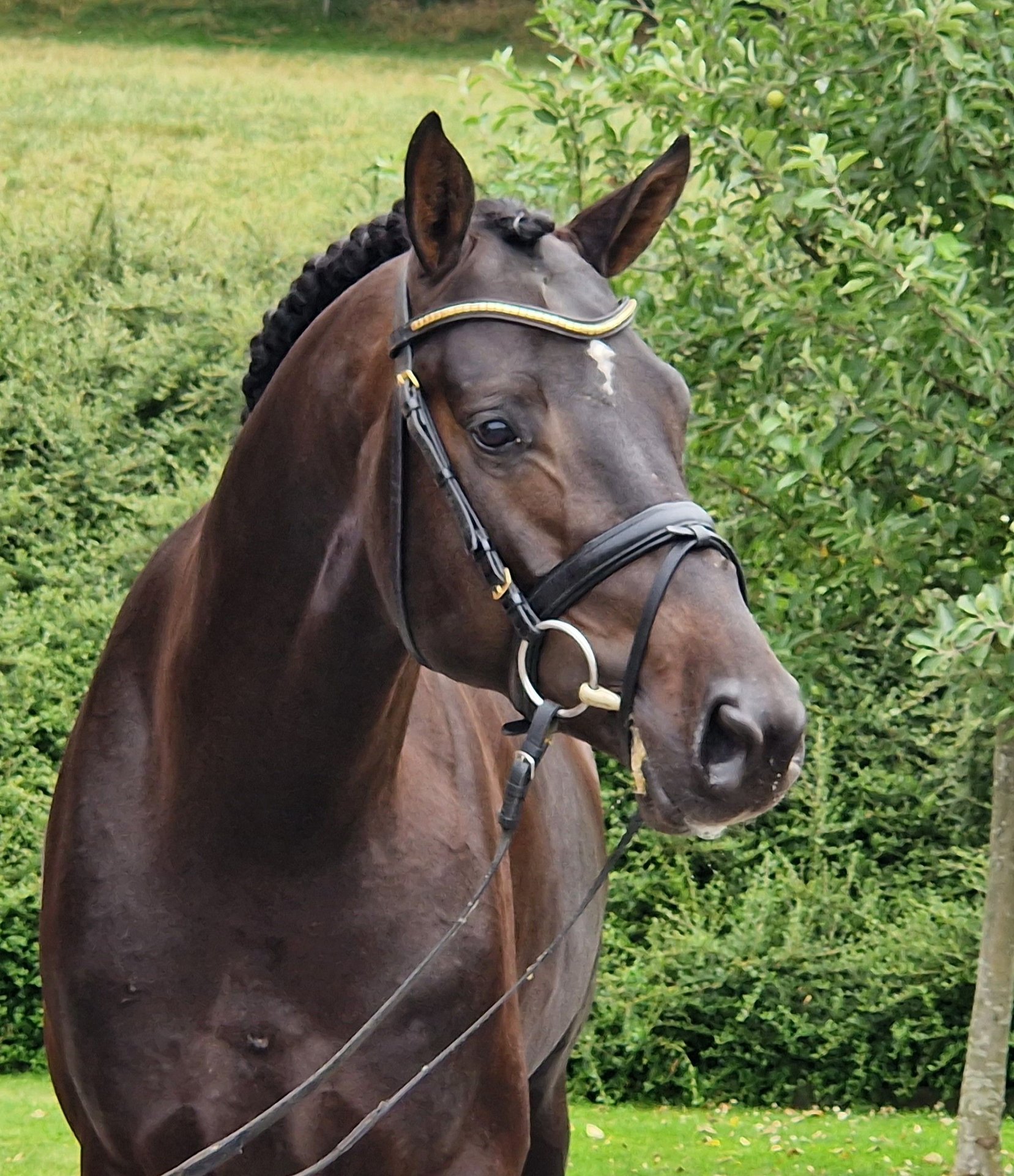 Hanoverian Gelding 5 years 16,1 hh Bay-Dark in Ostercappeln
