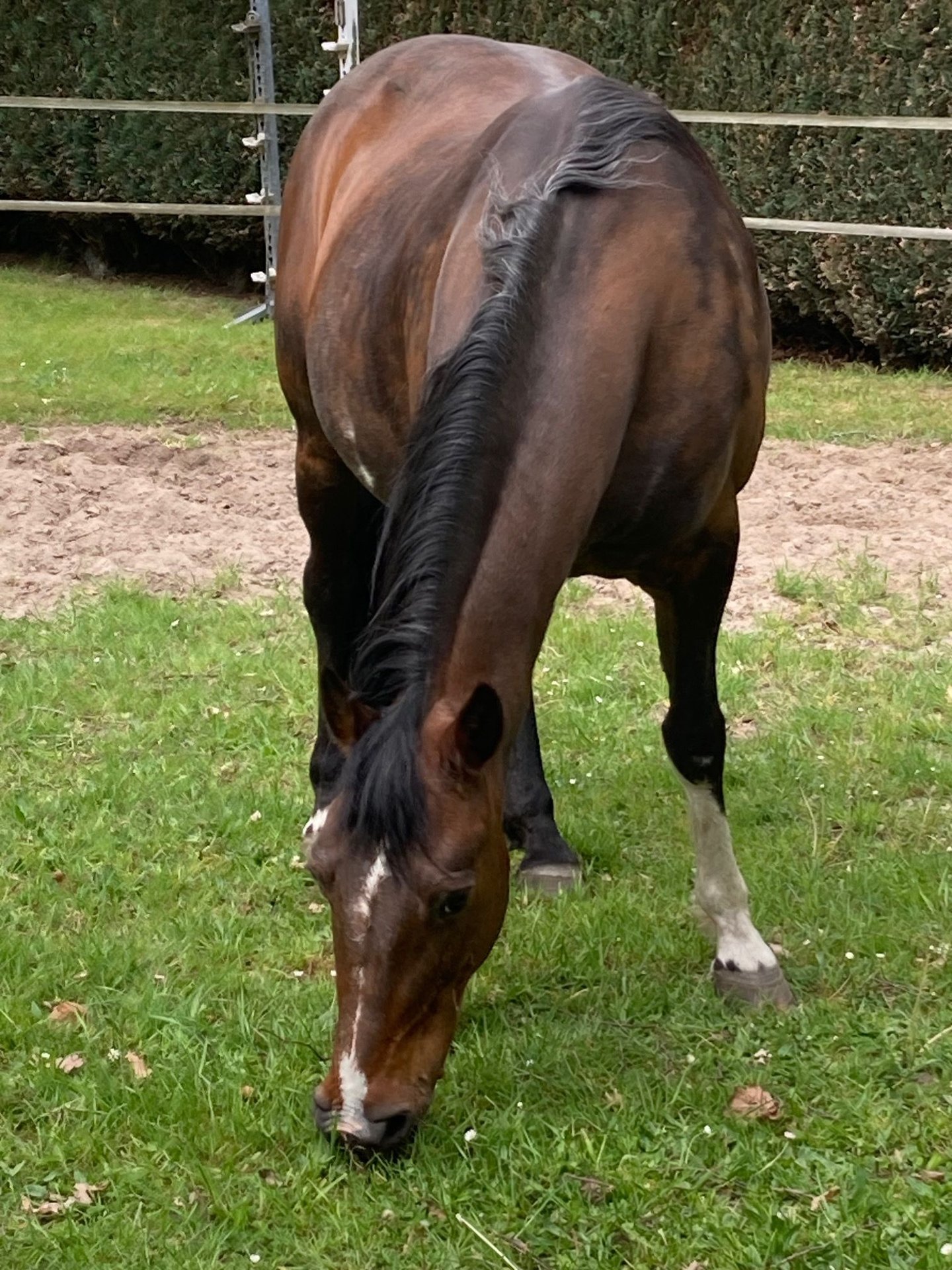 Rocky Mountain Horse Mare 18 years 14,2 hh Bay-Dark in Oldenburg