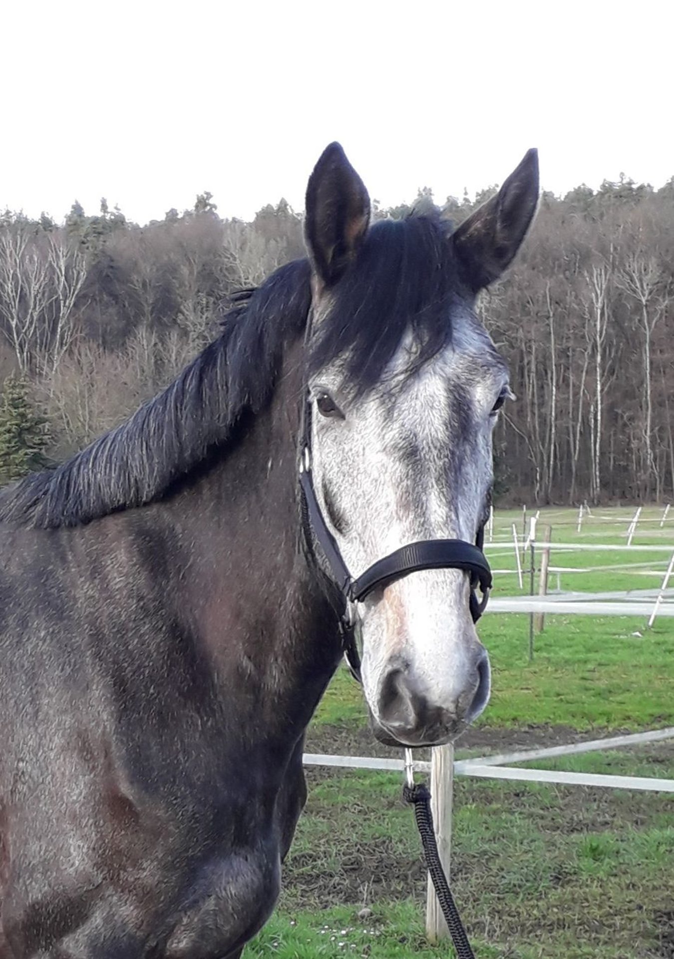 Holsteiner Wallach 5 Jahre Kann Schimmel werden in Bamberg