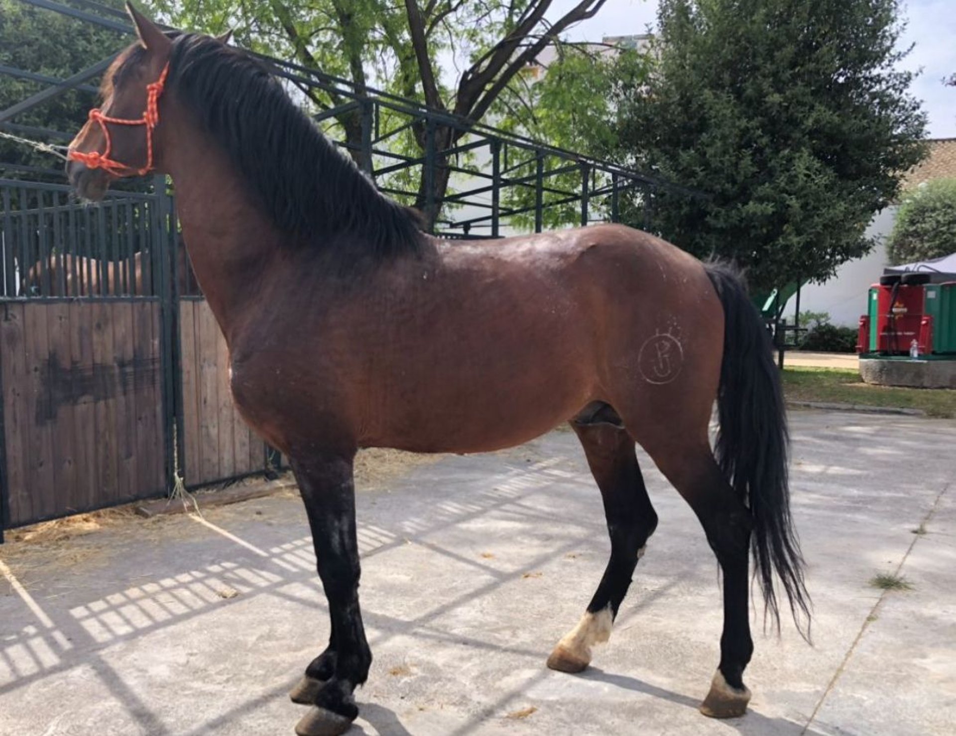 Friesen Hengst 19 Jahre 170 cm Dunkelbrauner in El Ronquillo