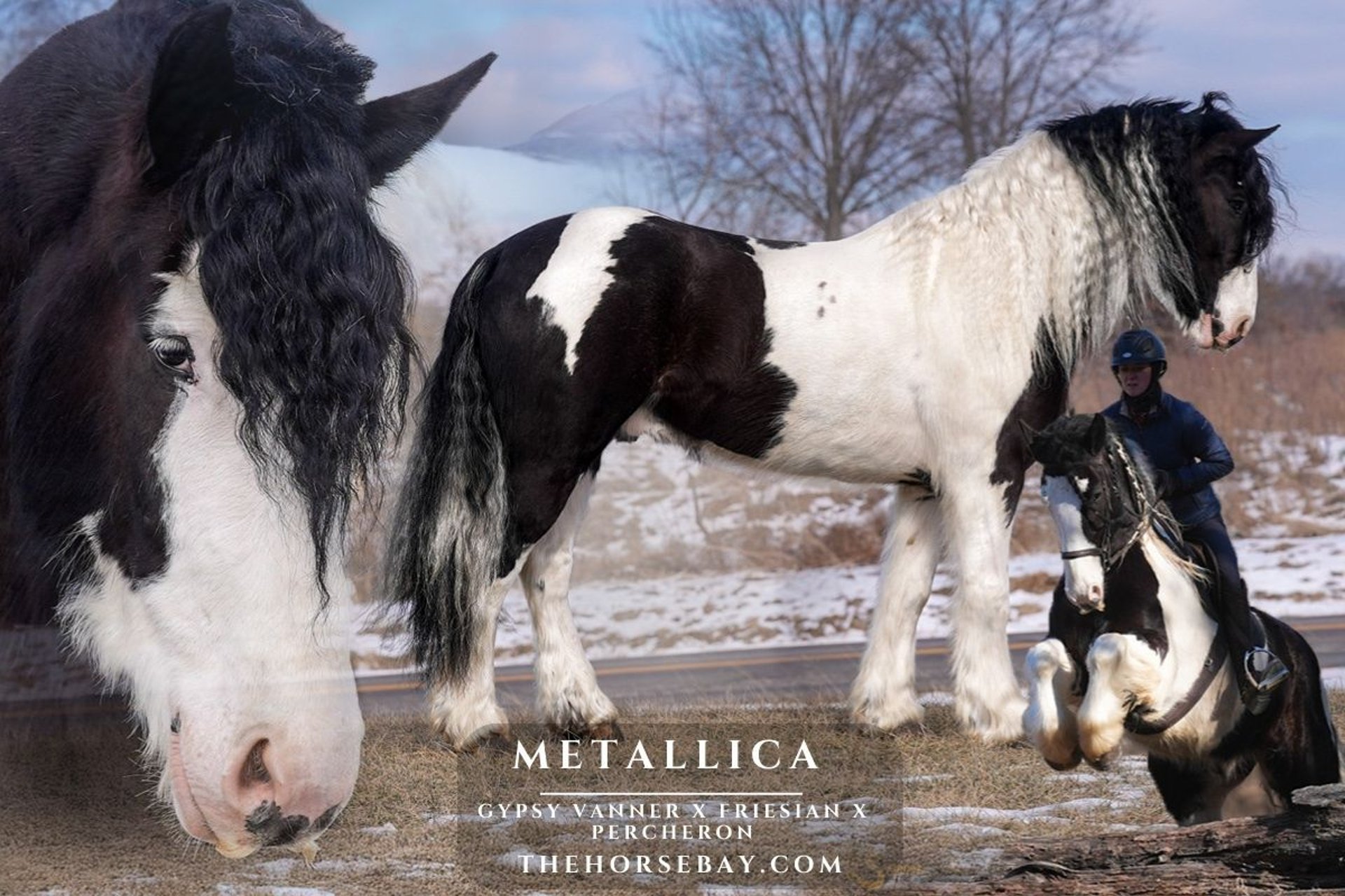 Gypsy Horse Gelding 6 years 16 hh Tobiano-all-colors in Bogard, MO