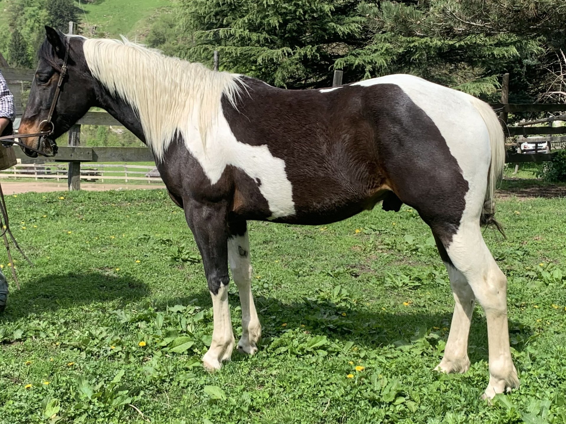 Paint Horse Gelding 3 years 15,1 hh Tobiano-all-colors in Südtirol