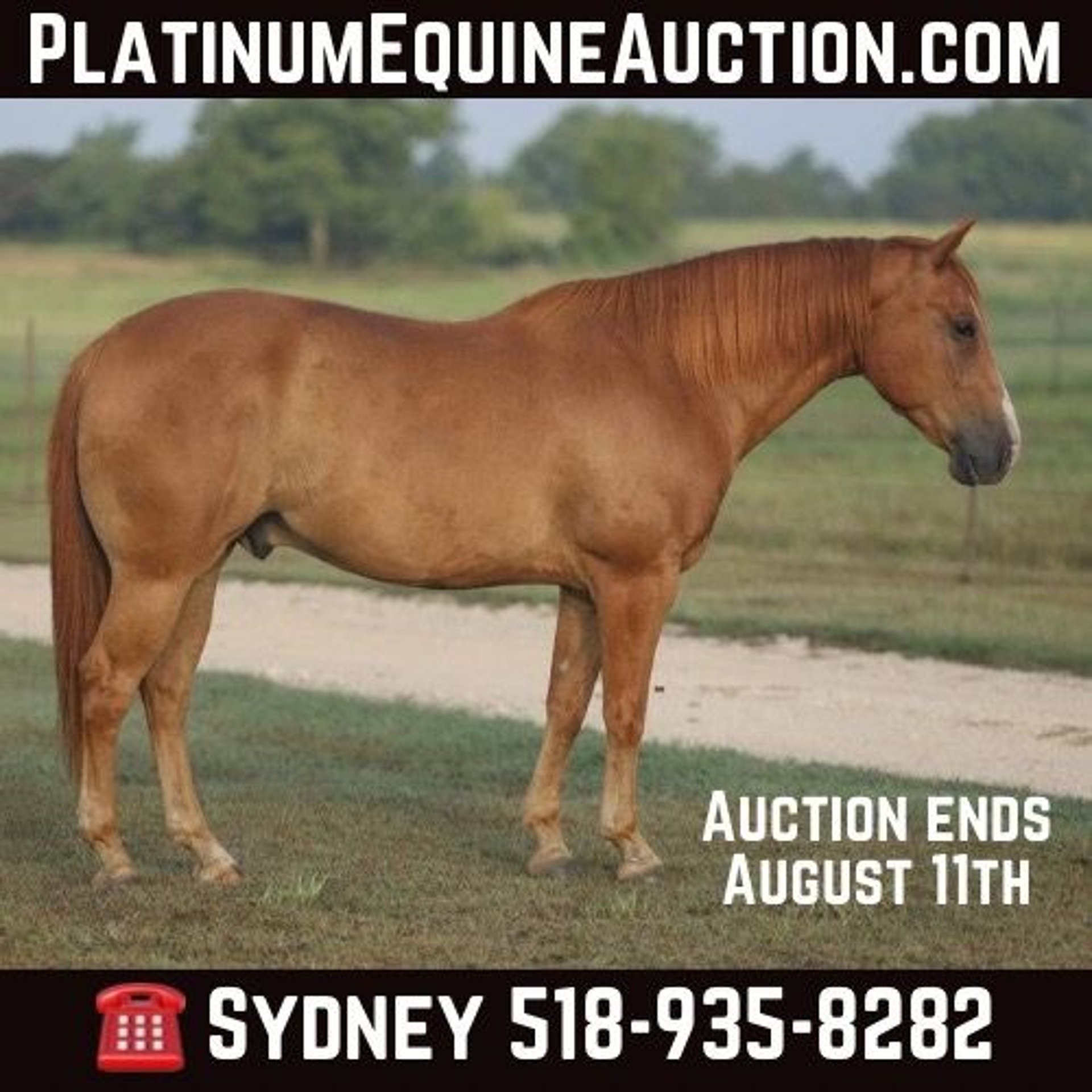 American Quarter Horse Gelding 9 years 15 hh Sorrel in Granbury TX