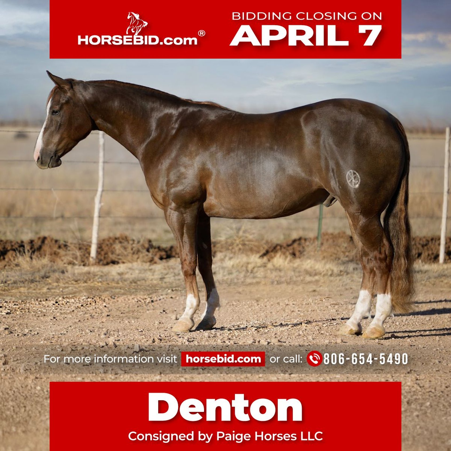 American Quarter Horse Wallach 5 Jahre 147 cm Dunkelfuchs in Amarillo, TX