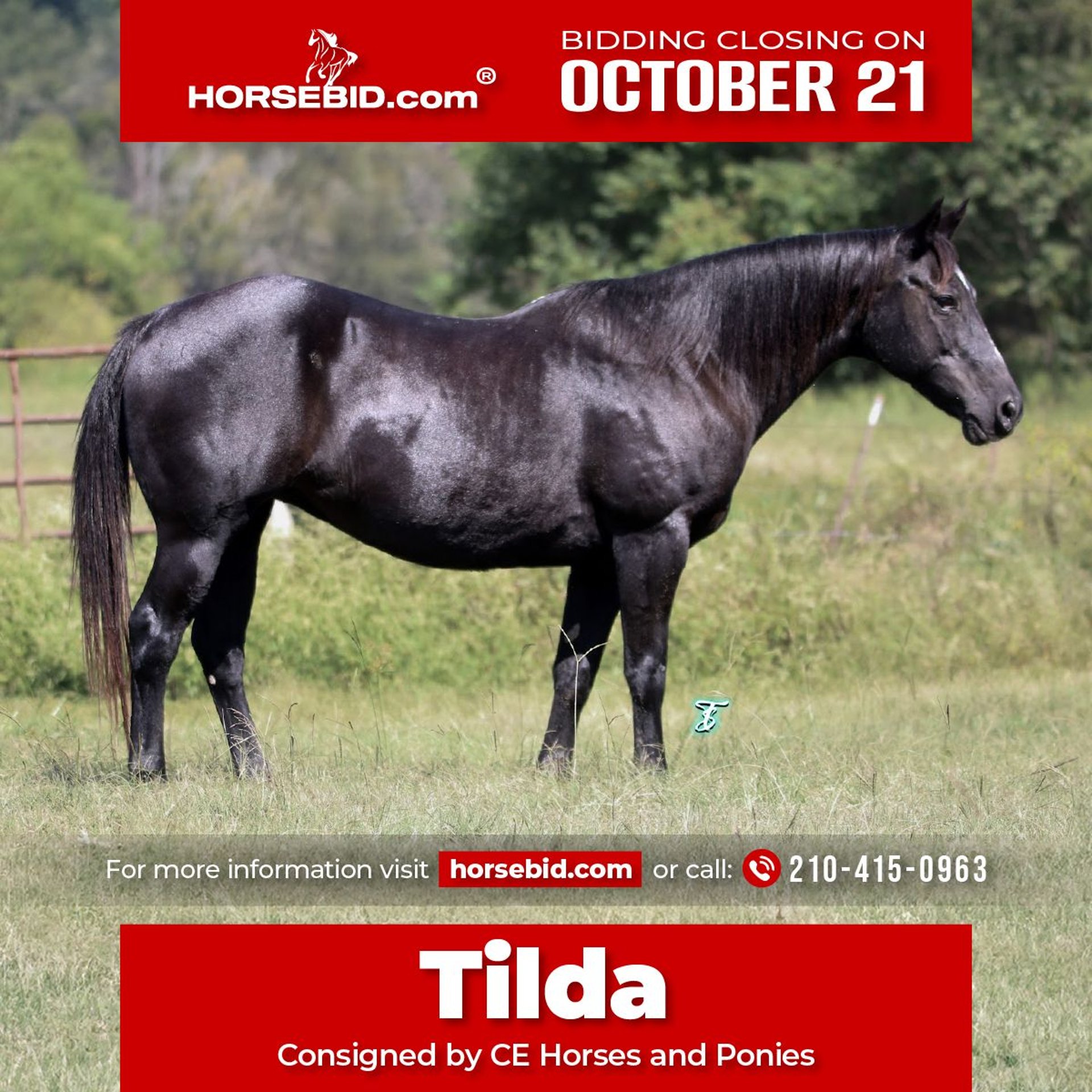 Quarter Pony Mare 15 years 13,3 hh Black in Carthage