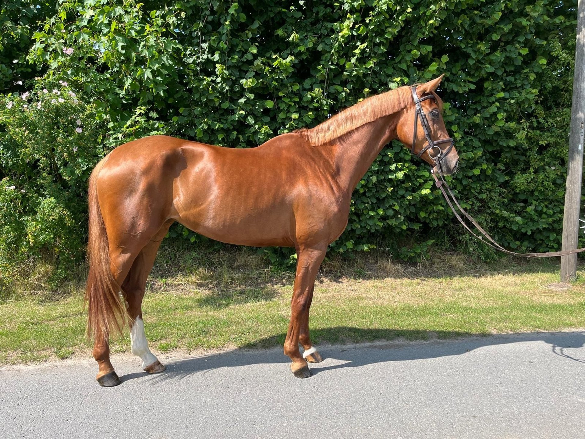 German Riding Horse Mare 5 years 16,1 hh Chestnut-Red in Ahaus