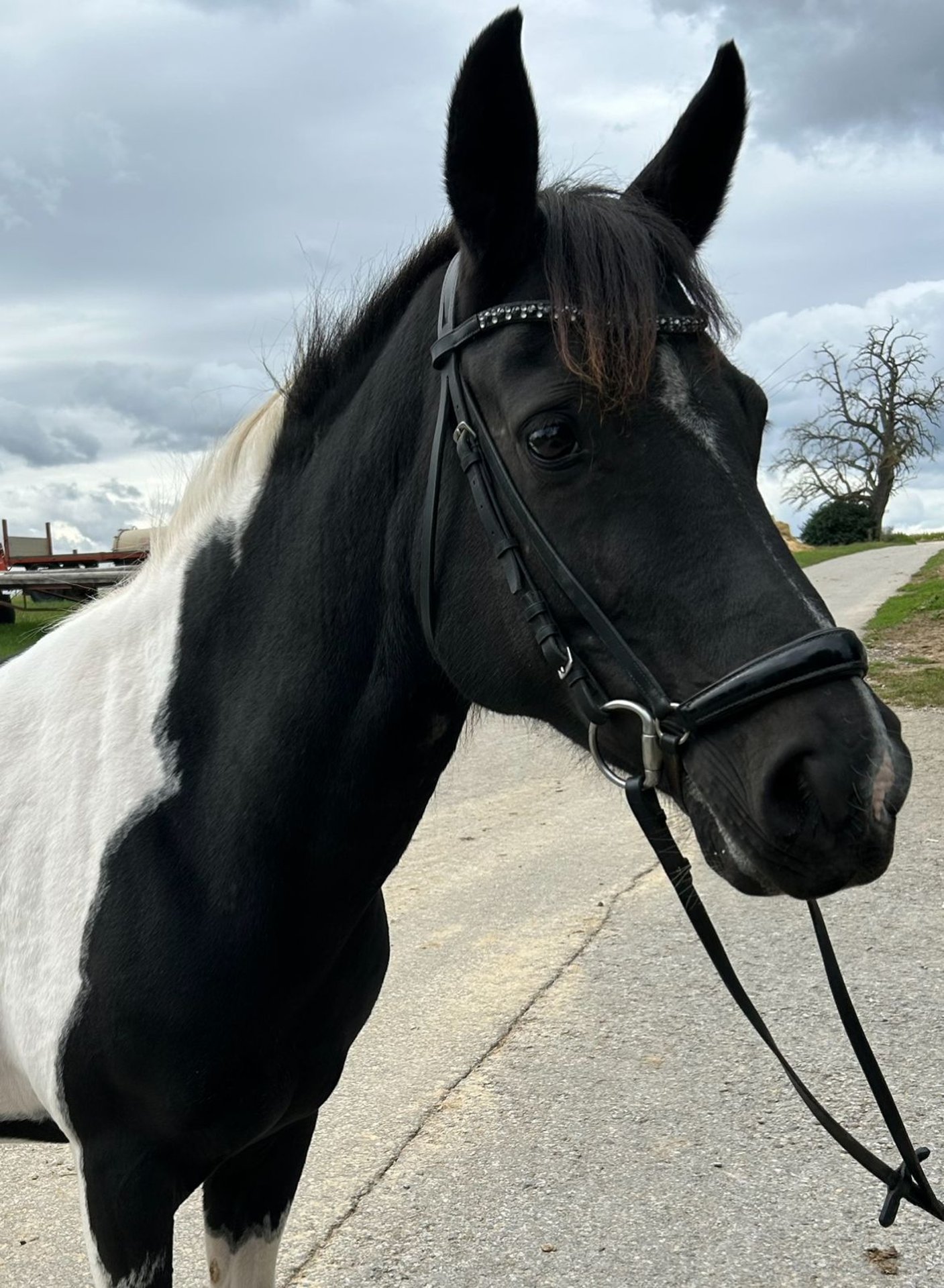 Lewitzer Stute 11 Jahre 142 cm Schecke in Schwaikheim