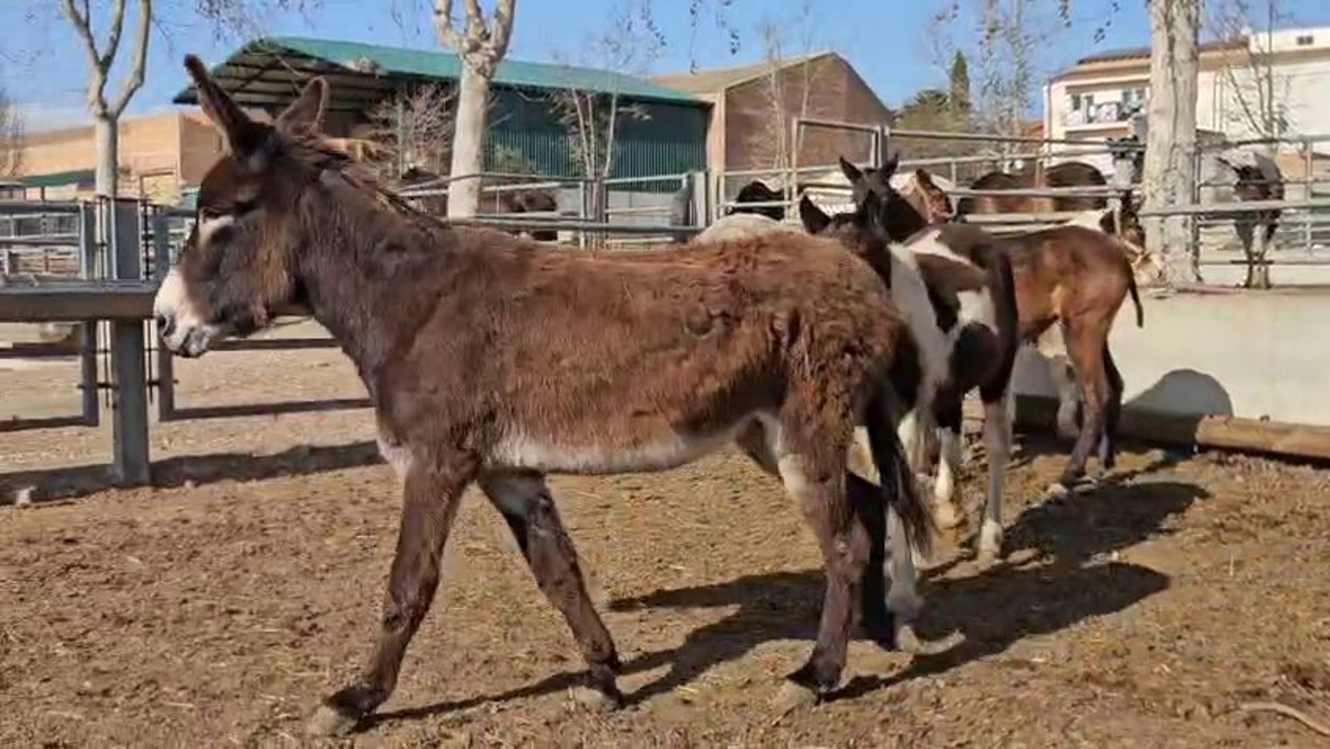 Donkey Gelding 9 years 14,3 hh Black in BERGA, BARCELONA