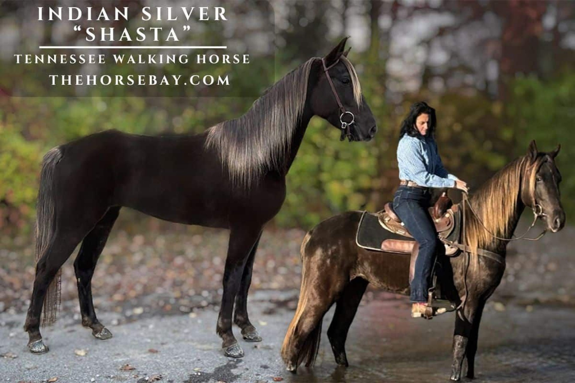 Tennessee walking horse Mare 4 years 15 hh Black in Jeffersonville, KY