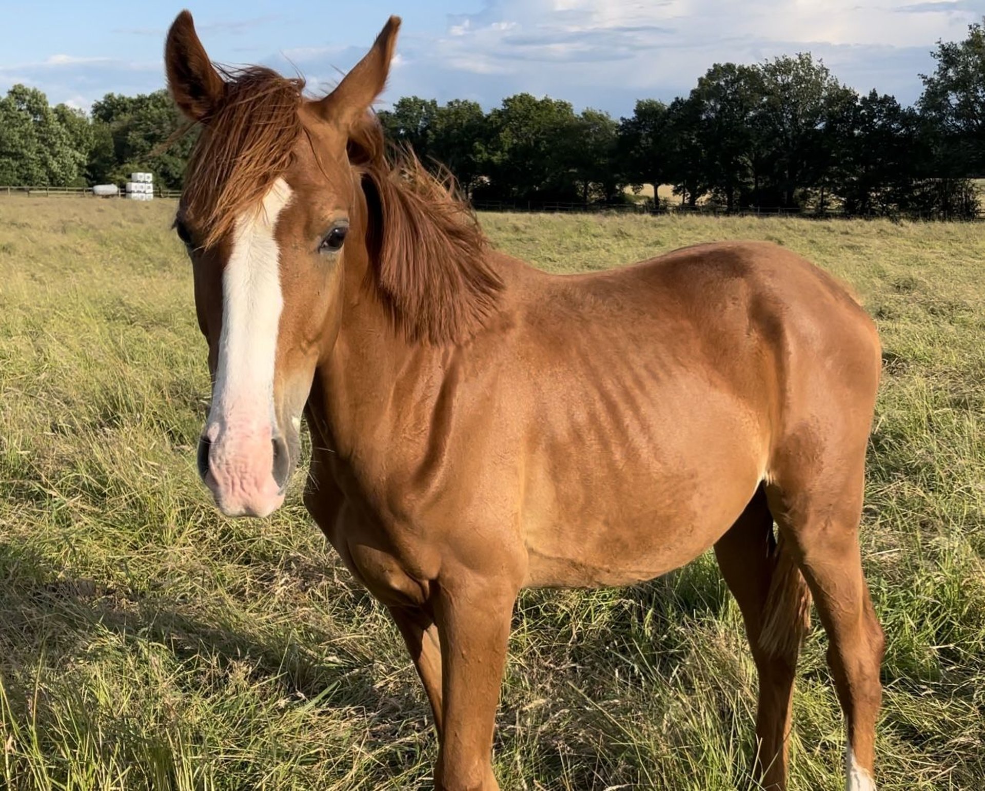 Hanoverian Stallion 1 year 16 hh Chestnut-Red in Stadthagen
