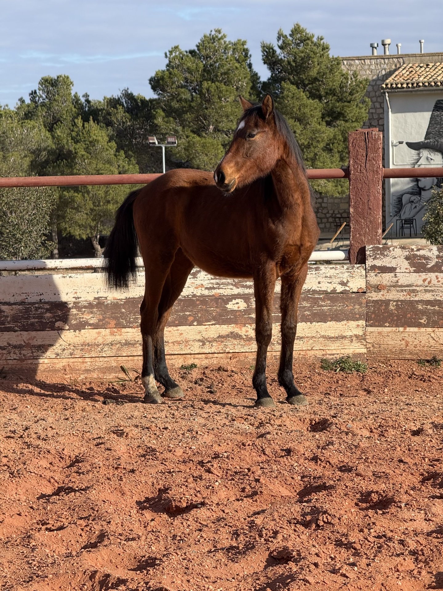 Spanish Sporthorse Gelding 2 years Brown-Light in Fuendetodos