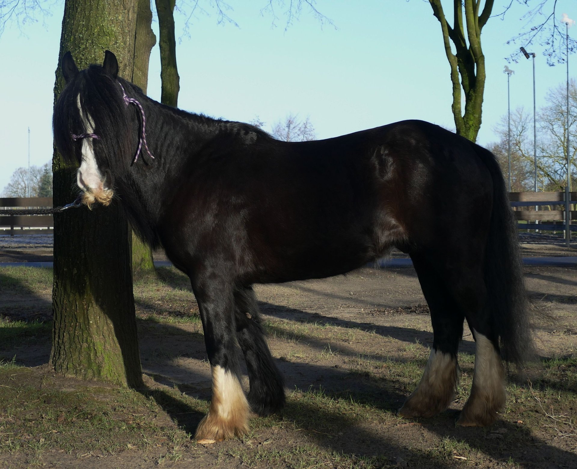 Gypsy Horse Gelding 8 years 13,1 hh Black in Lathen