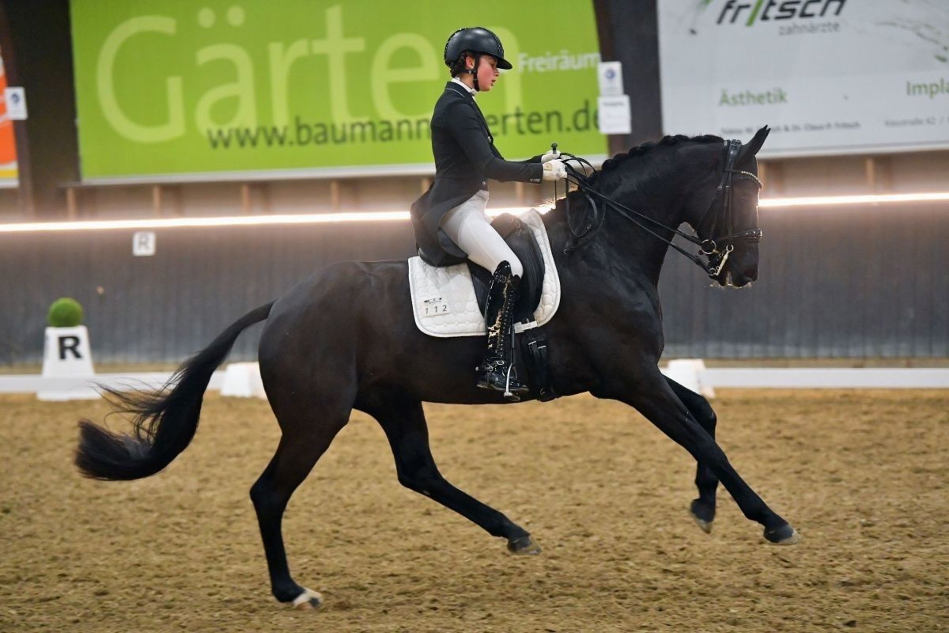 German Sport Horse Gelding 12 years 16,1 hh Black in Würzburg