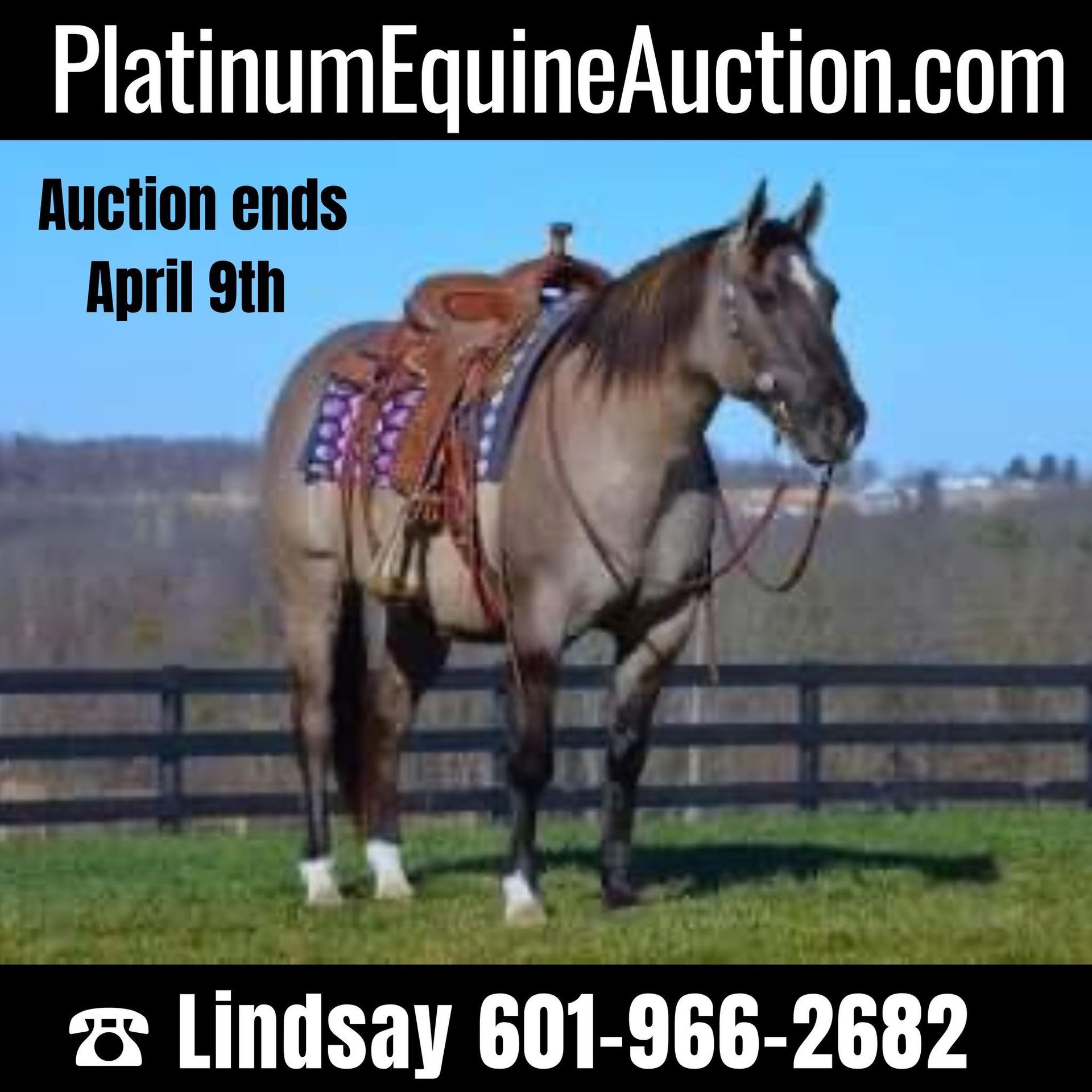 American Quarter Horse Gelding 10 years 15,1 hh Grullo in Bovina MS