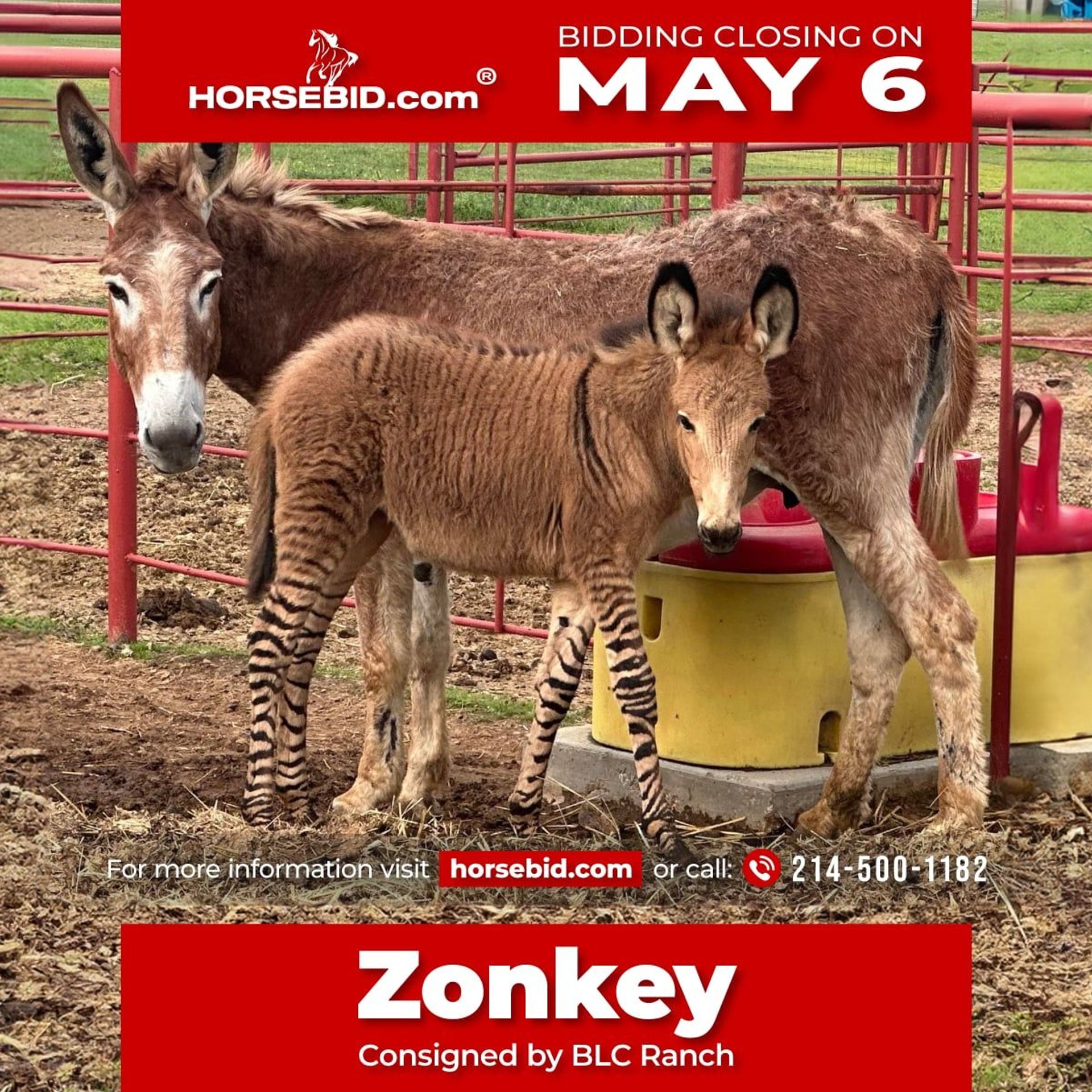 Donkey Mix Mare 2 years in Grand Saline