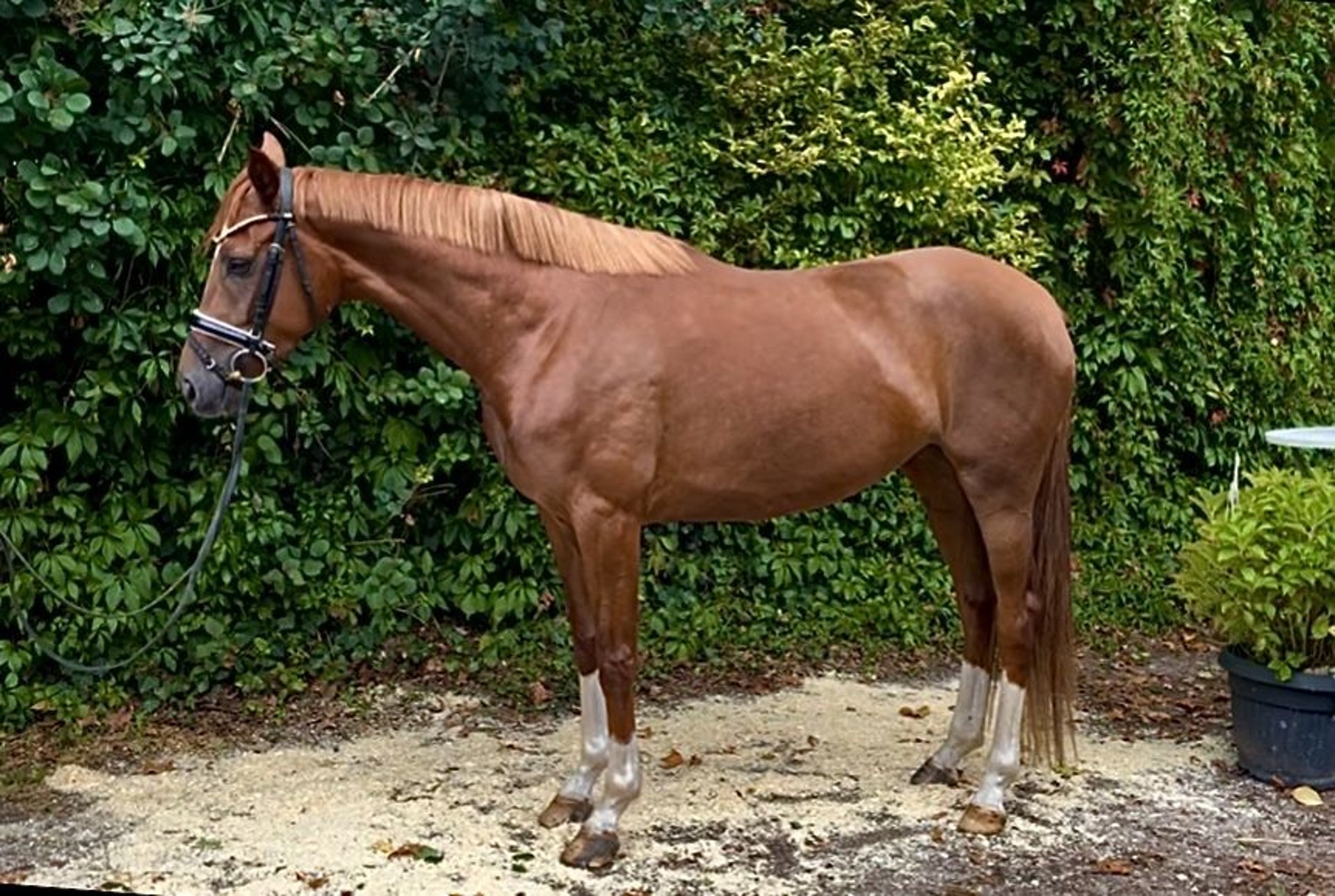 Hanoverian Mare 3 years 16 hh Chestnut-Red in Kirchlinteln