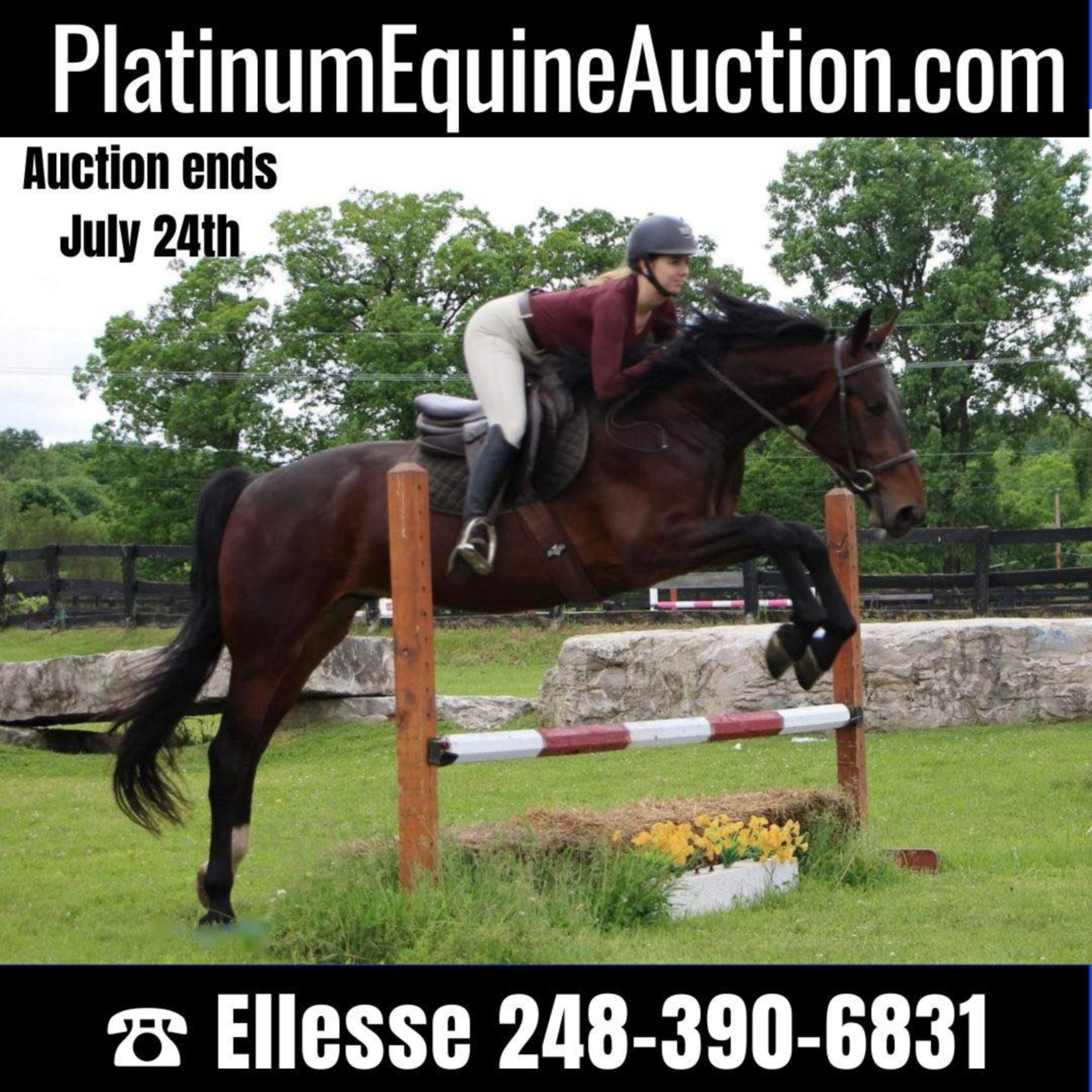 American Quarter Horse Gelding 7 years Bay in Highland MIchigan