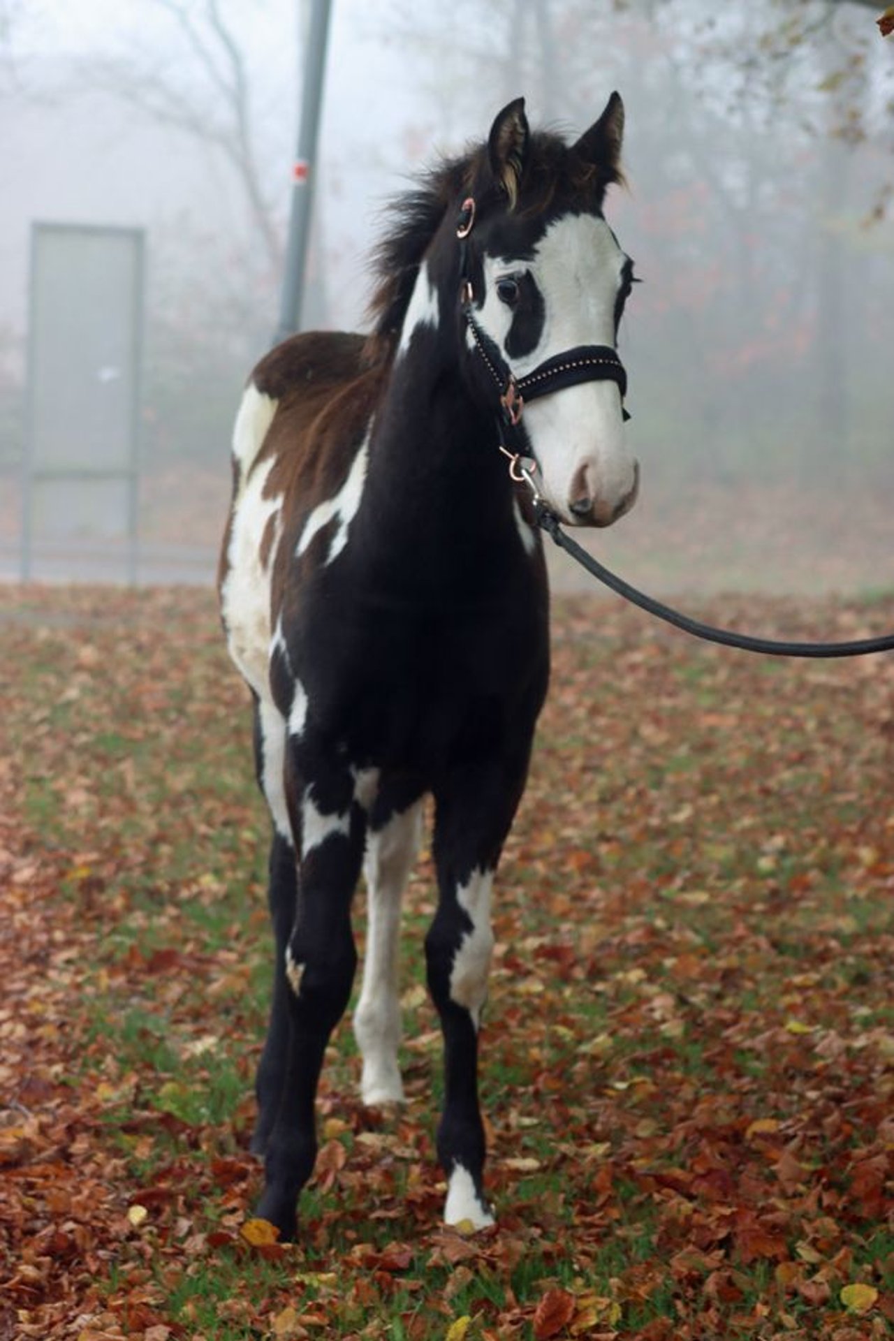 Paint Horse Stallion 1 year 14,2 hh Overo-all-colors in Hellenthal