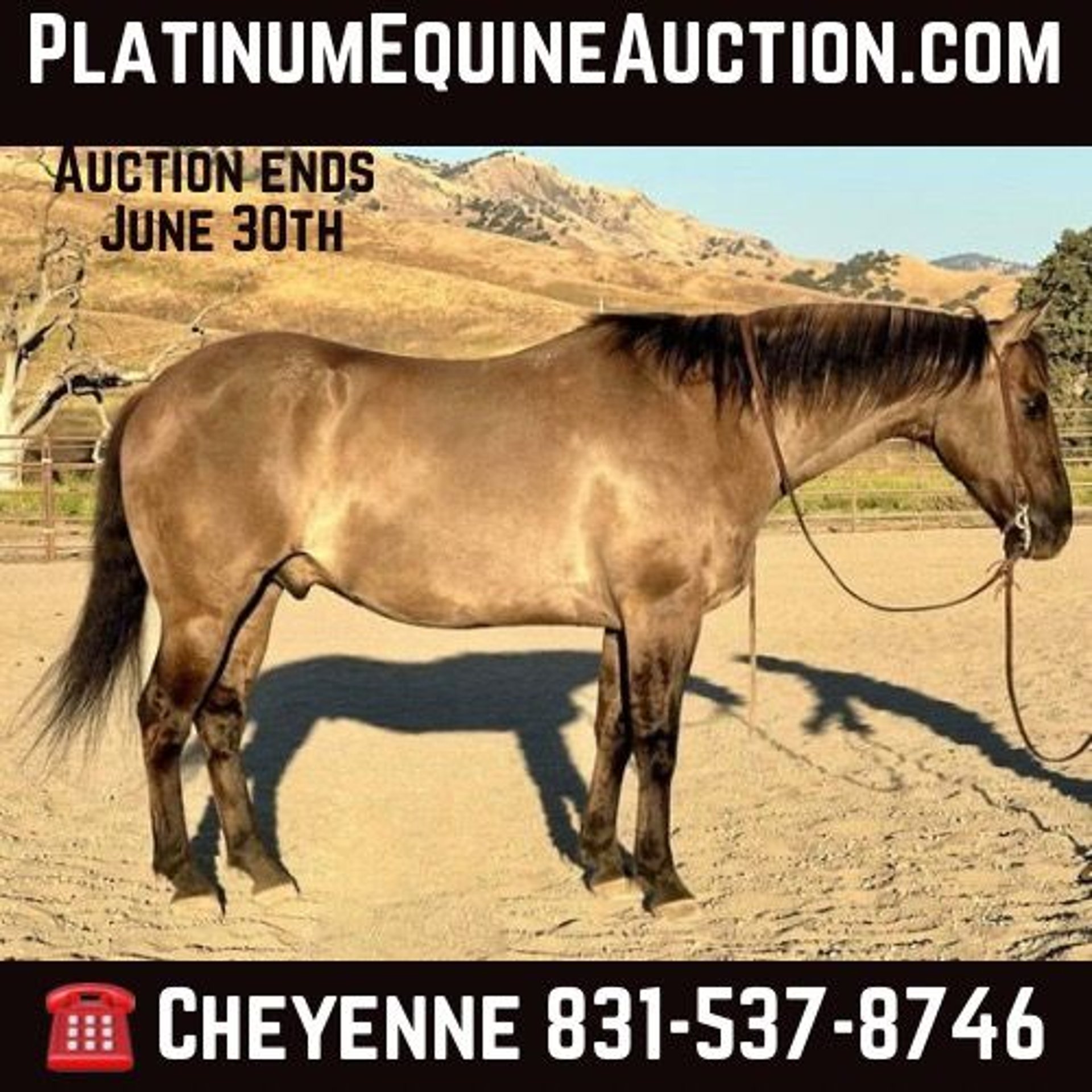 American Quarter Horse Castrone 13 Anni 152 cm Grullo in BITTERWATER, CA