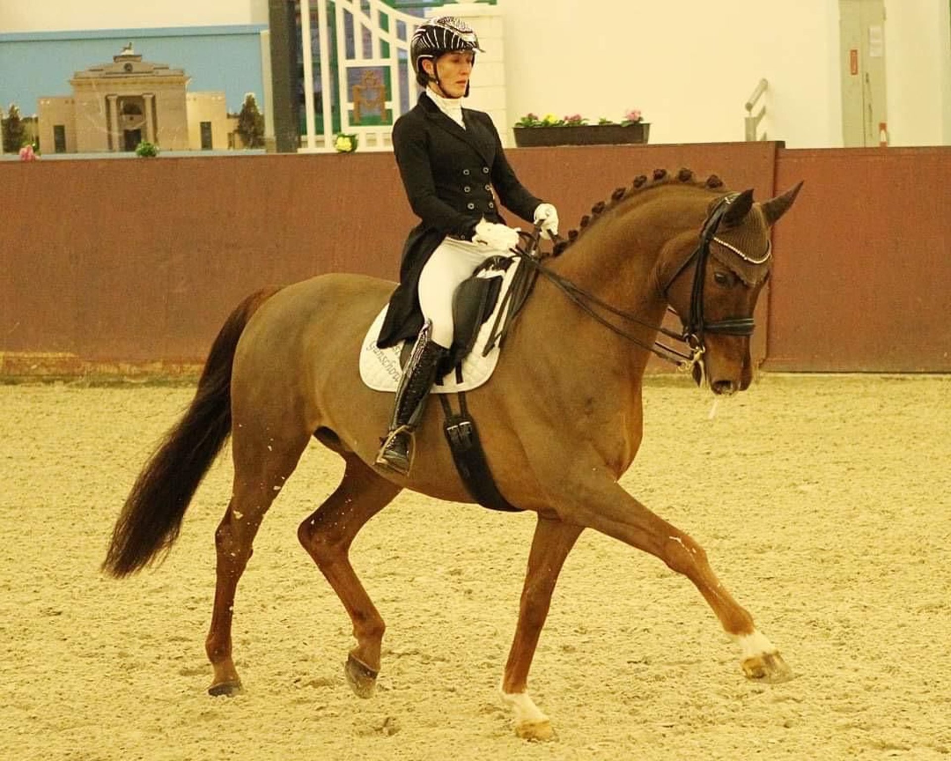 Mecklenburger Warmblut Wallach 12 Jahre 176 cm Dunkelfuchs in Ganschow