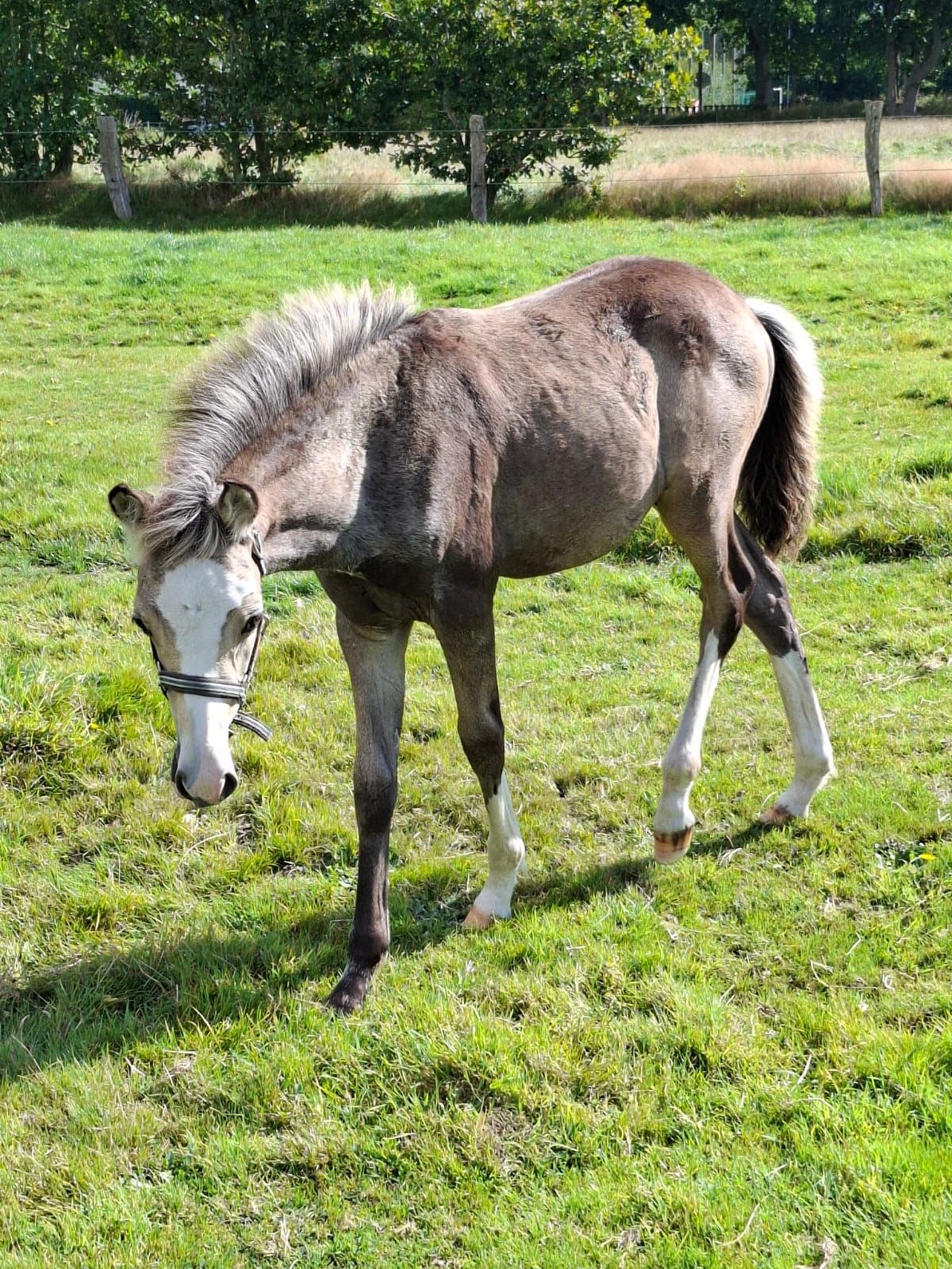 Duitse rijpony Mix Hengst Veulen (05/2025) 147 cm Buckskin in ...
